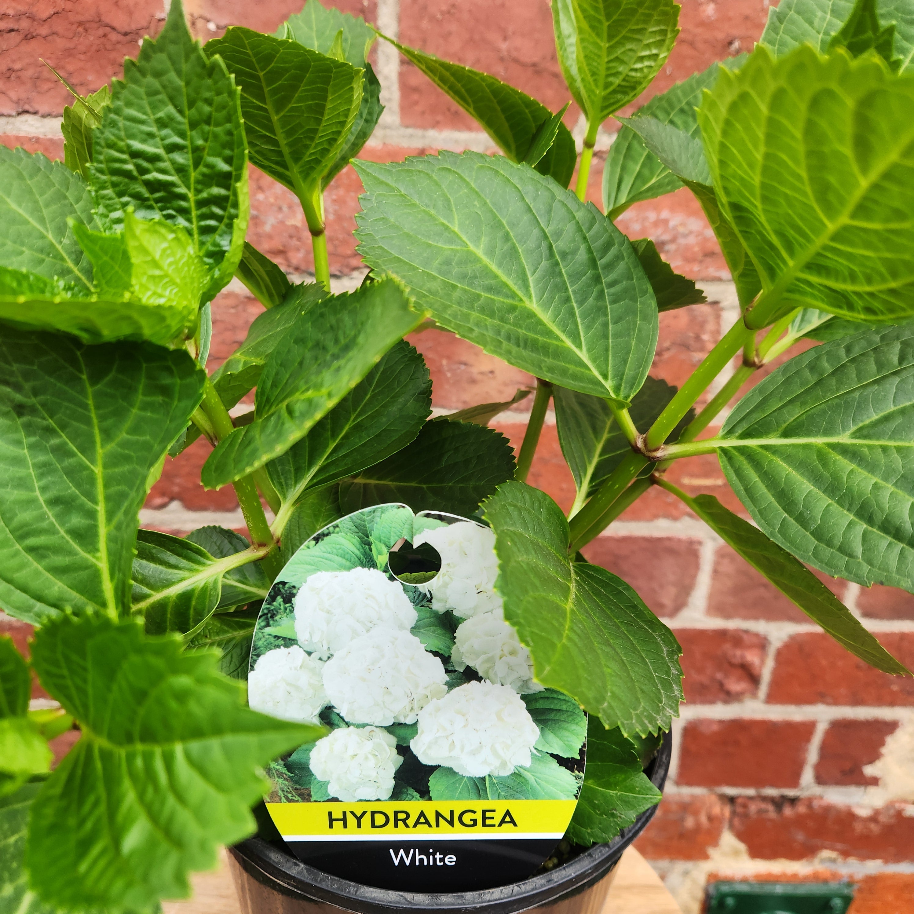 Hydrangea Macrophylla White - 18cm pot – Folia House