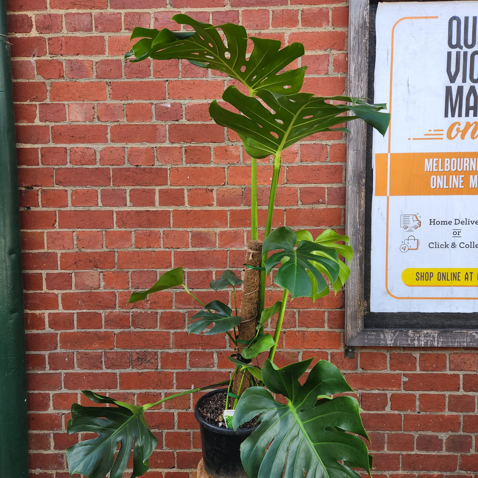 Monstera Deliciosa - TALL with Coconut Totem - 25cm Pot – Folia House