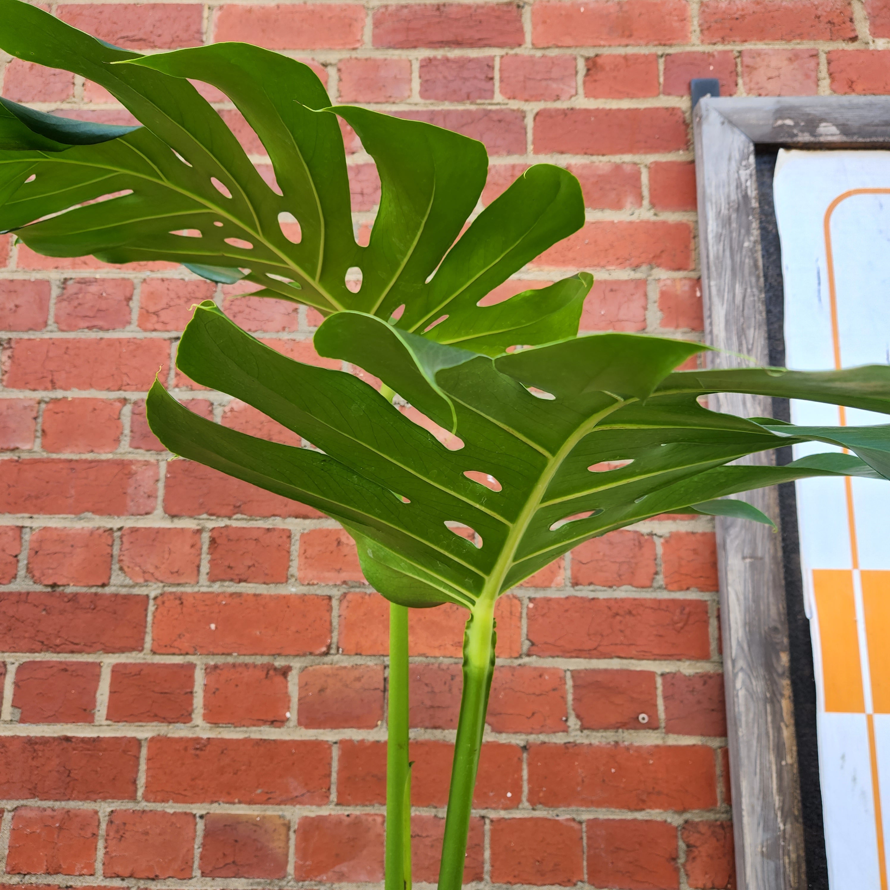 Monstera Deliciosa - TALL with Coconut Totem - 25cm Pot – Folia House