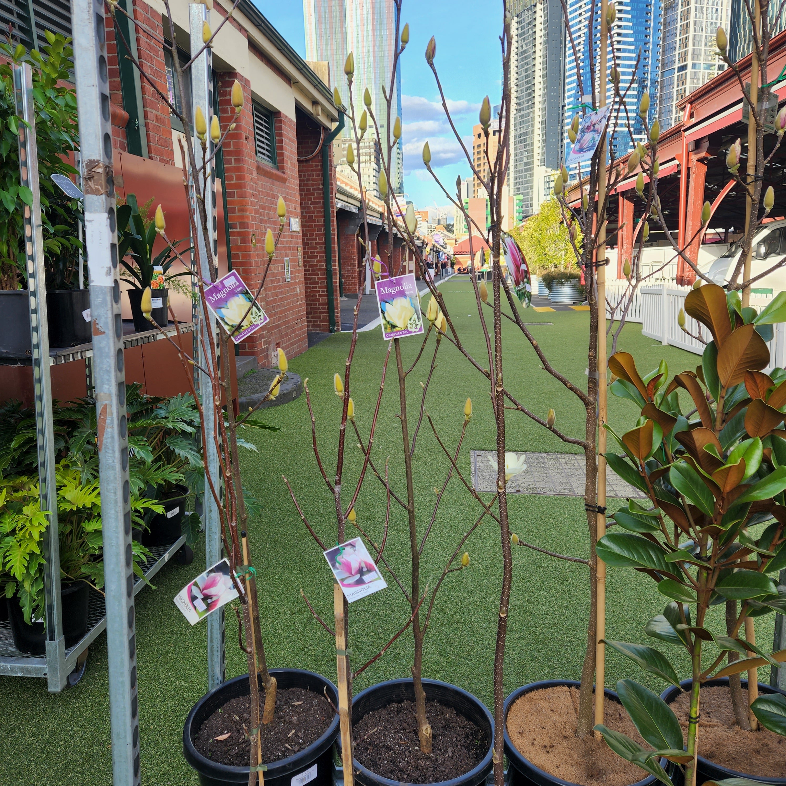 Magnolia Yulan - 30cm Pot – Folia House