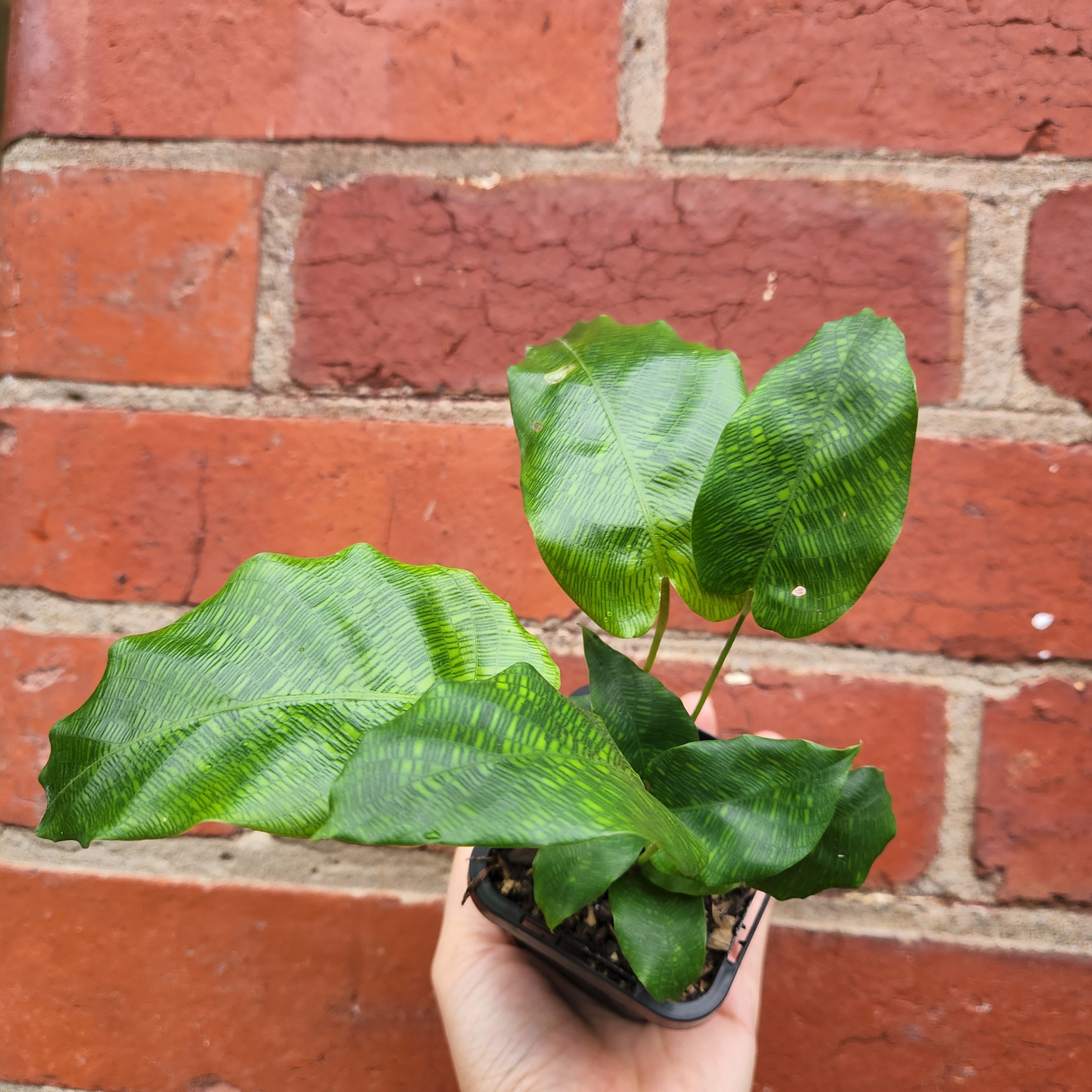 Baby Plant - Calathea Bella Network – Folia House