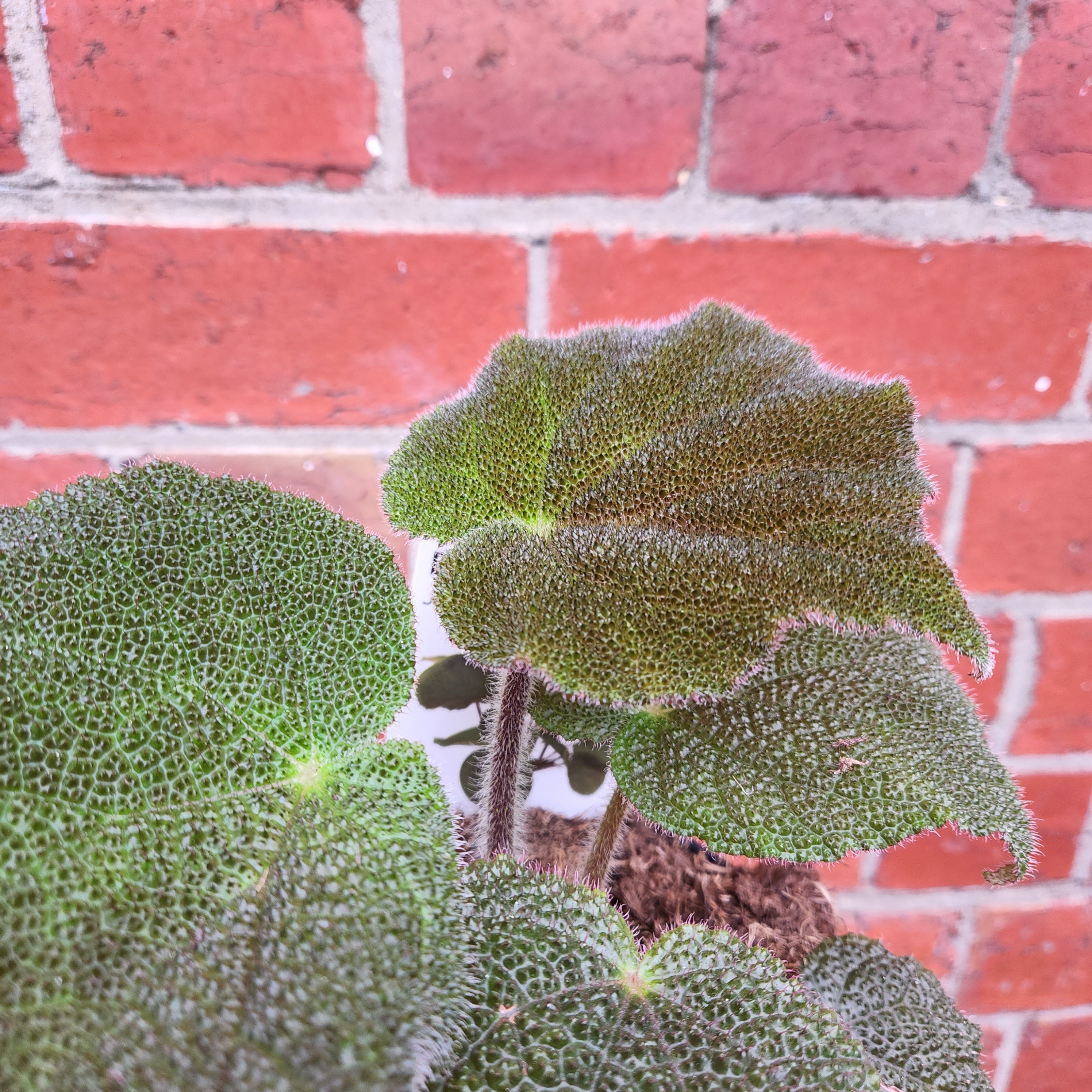 Begonia jungle - 13cm pot – Folia House