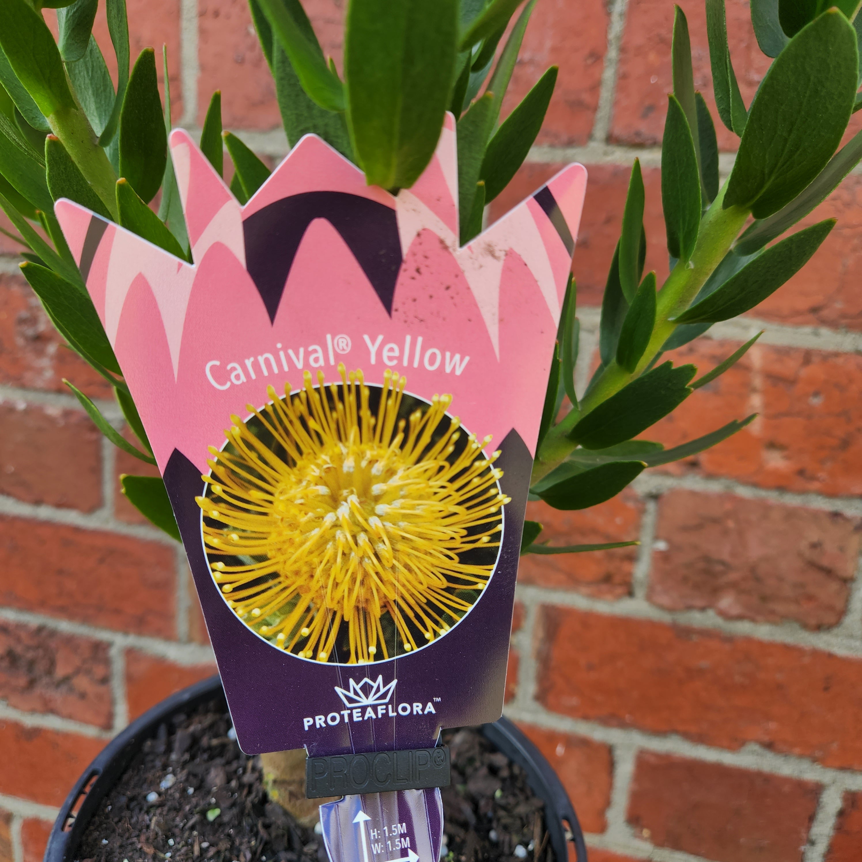 Leucospermum cordifolium hybrid Yellow (pin cushion protea) - 17cm pot ...