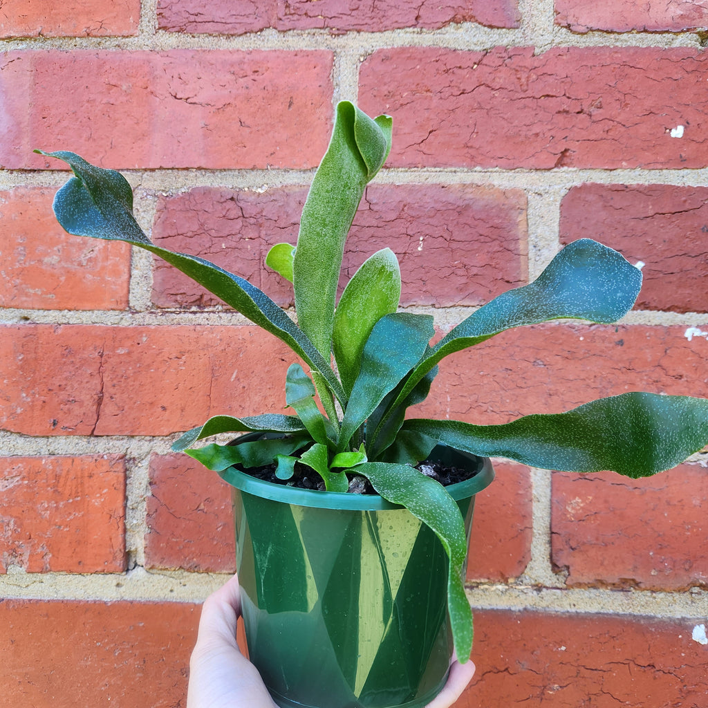 Baby Plant - Compact Staghorn Fern – Folia House
