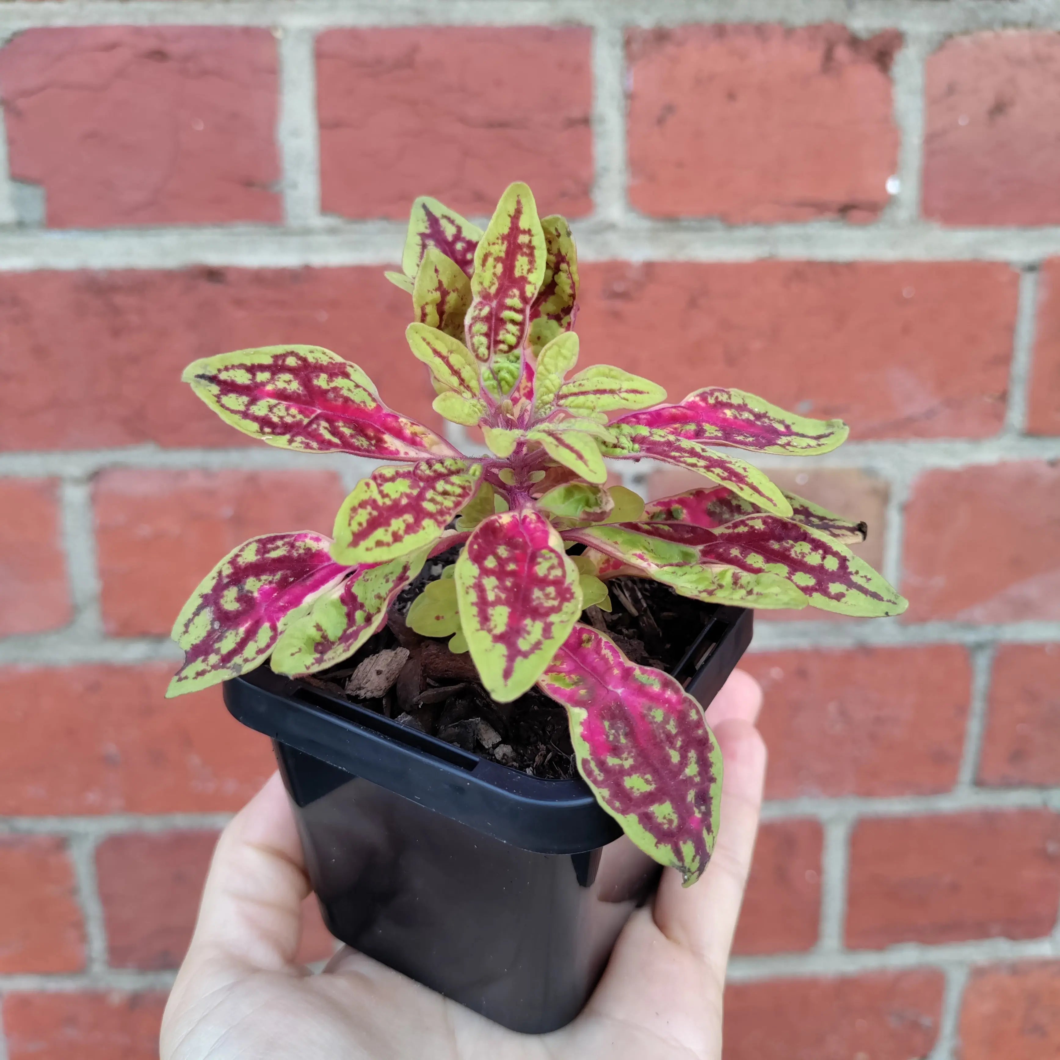 Baby Plant - Coleus dwarf – Folia House