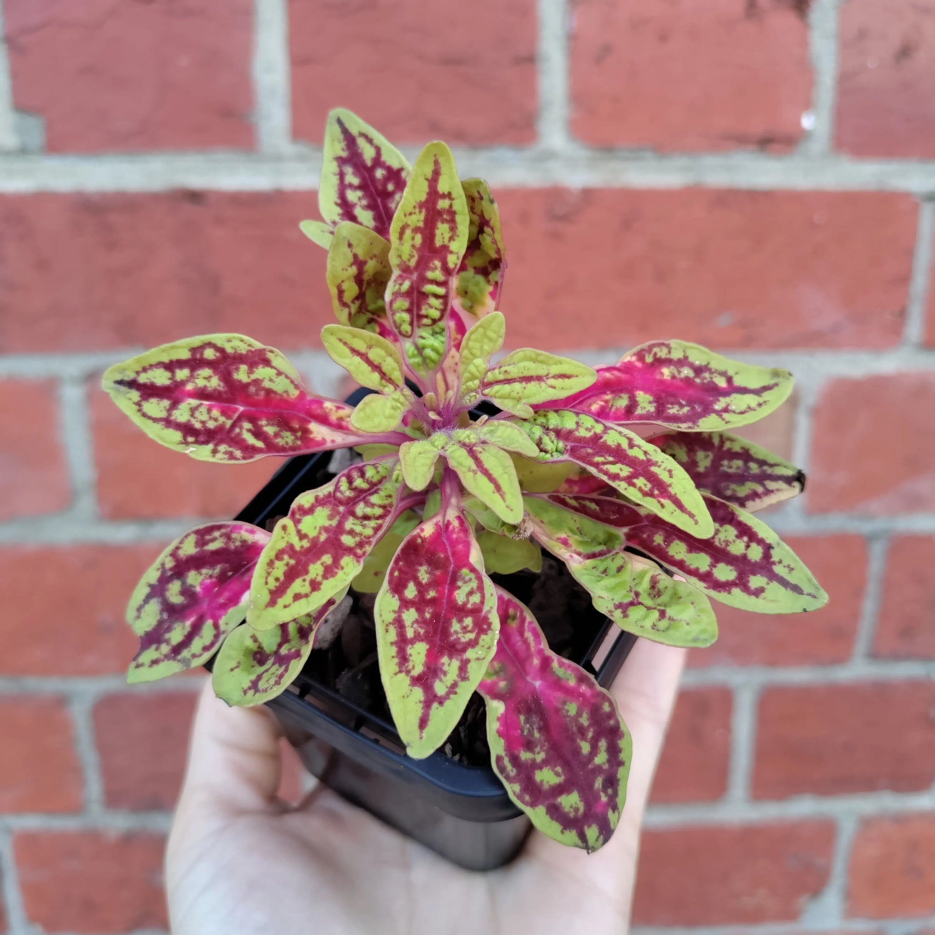 Baby Plant - Coleus dwarf – Folia House