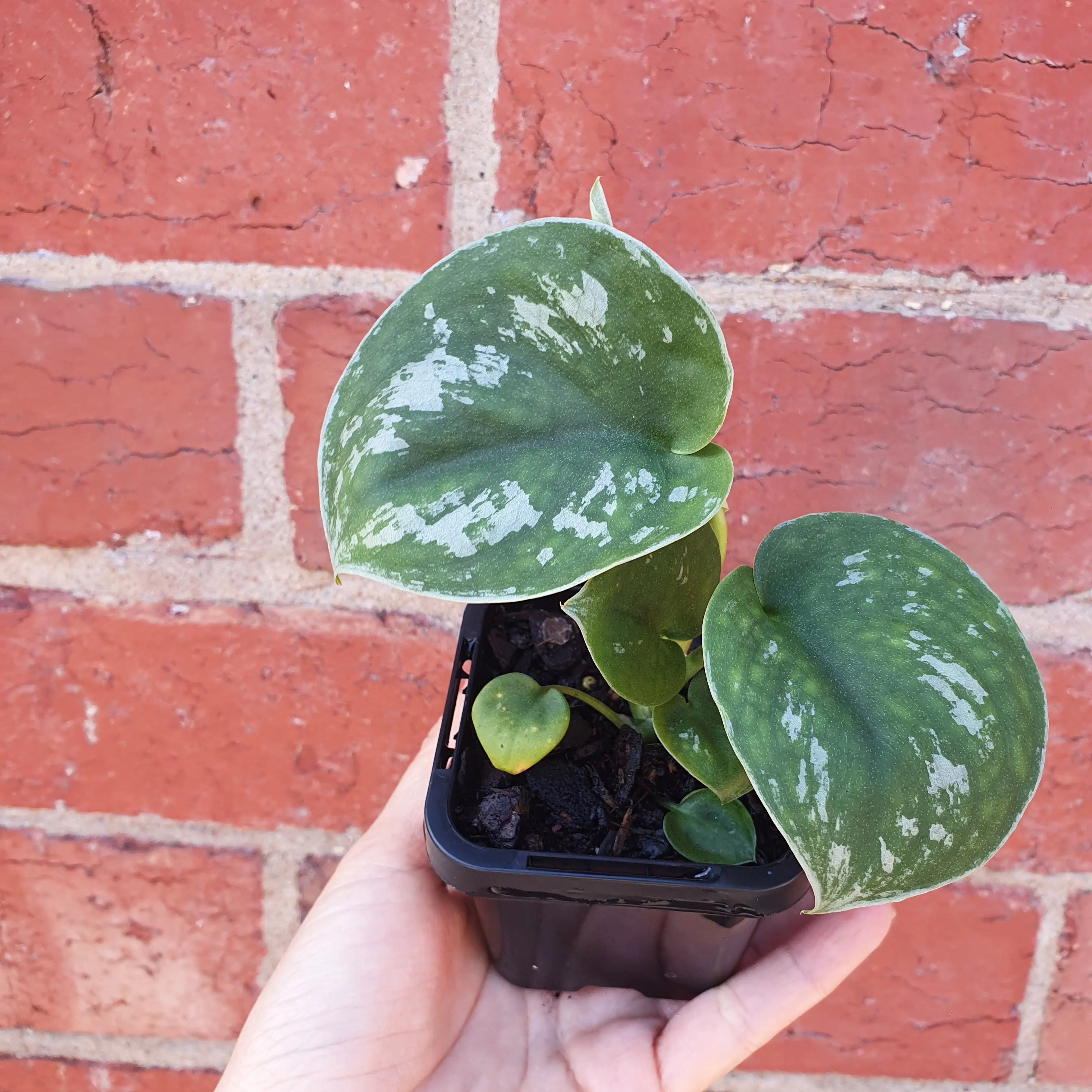 Baby Plant - Scindapsis Exotica (silver satin pothos) – Folia House
