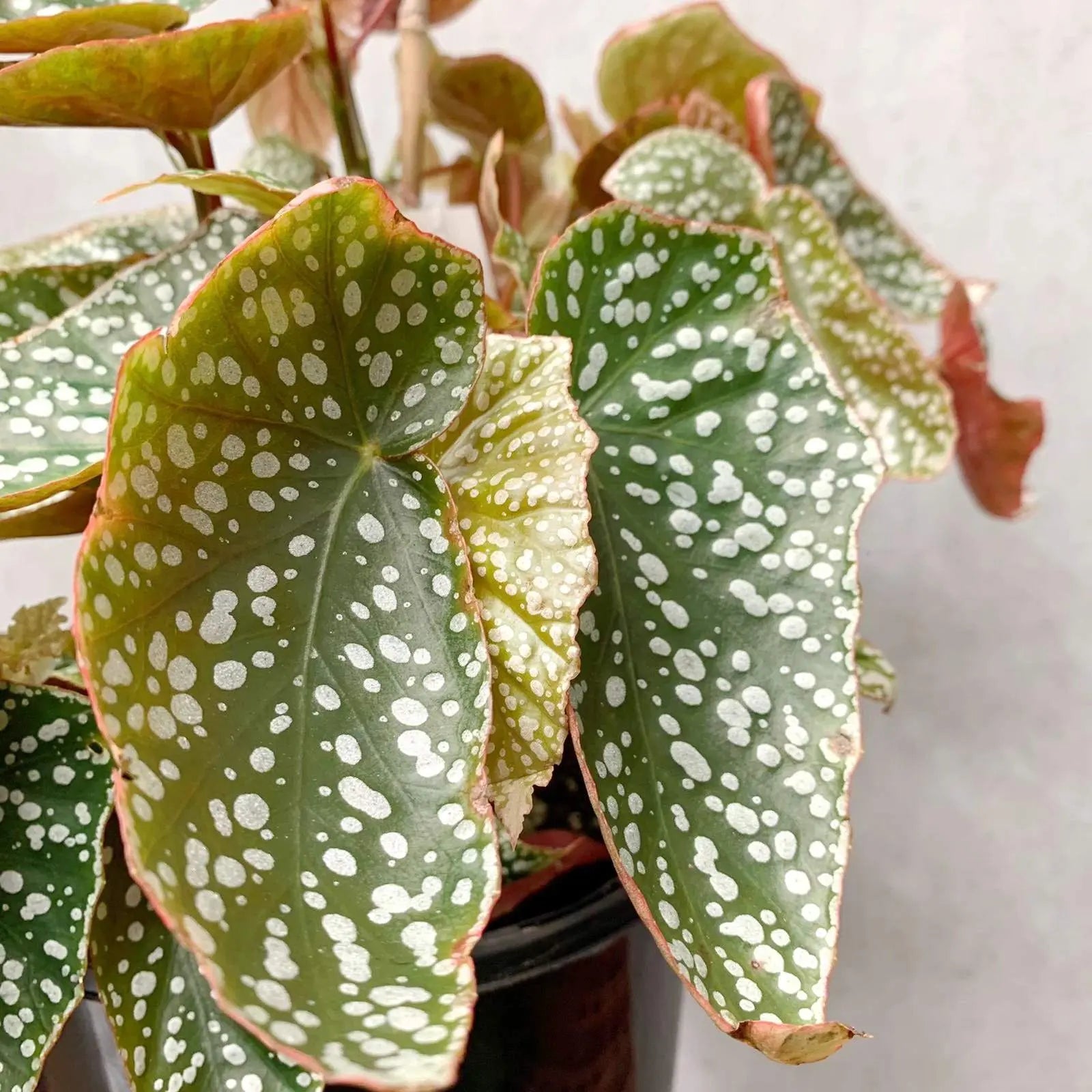 Begonia Snow Capped - 13cm pot – Folia House