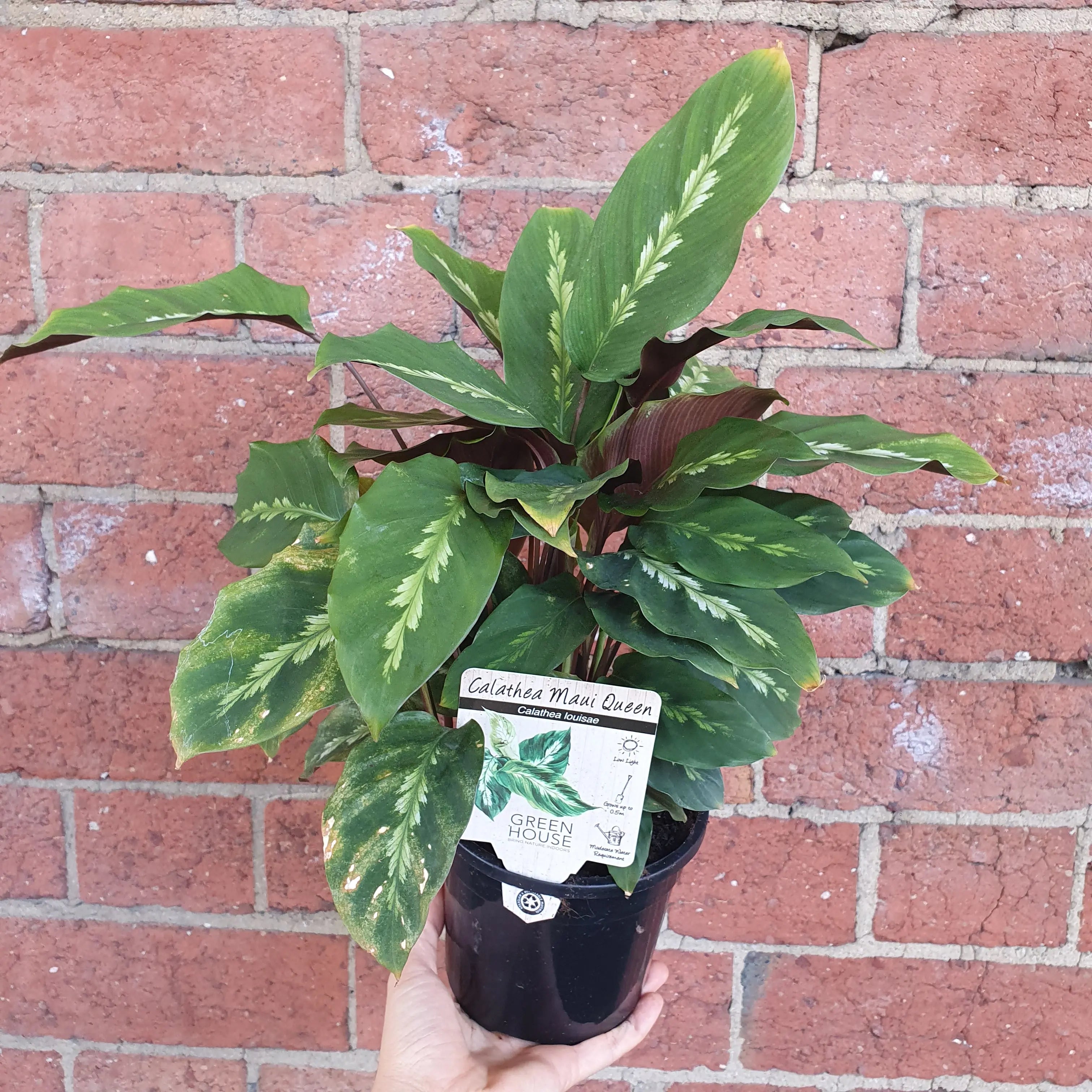 Calathea Louisae Maui Queen - 13cm pot – Folia House