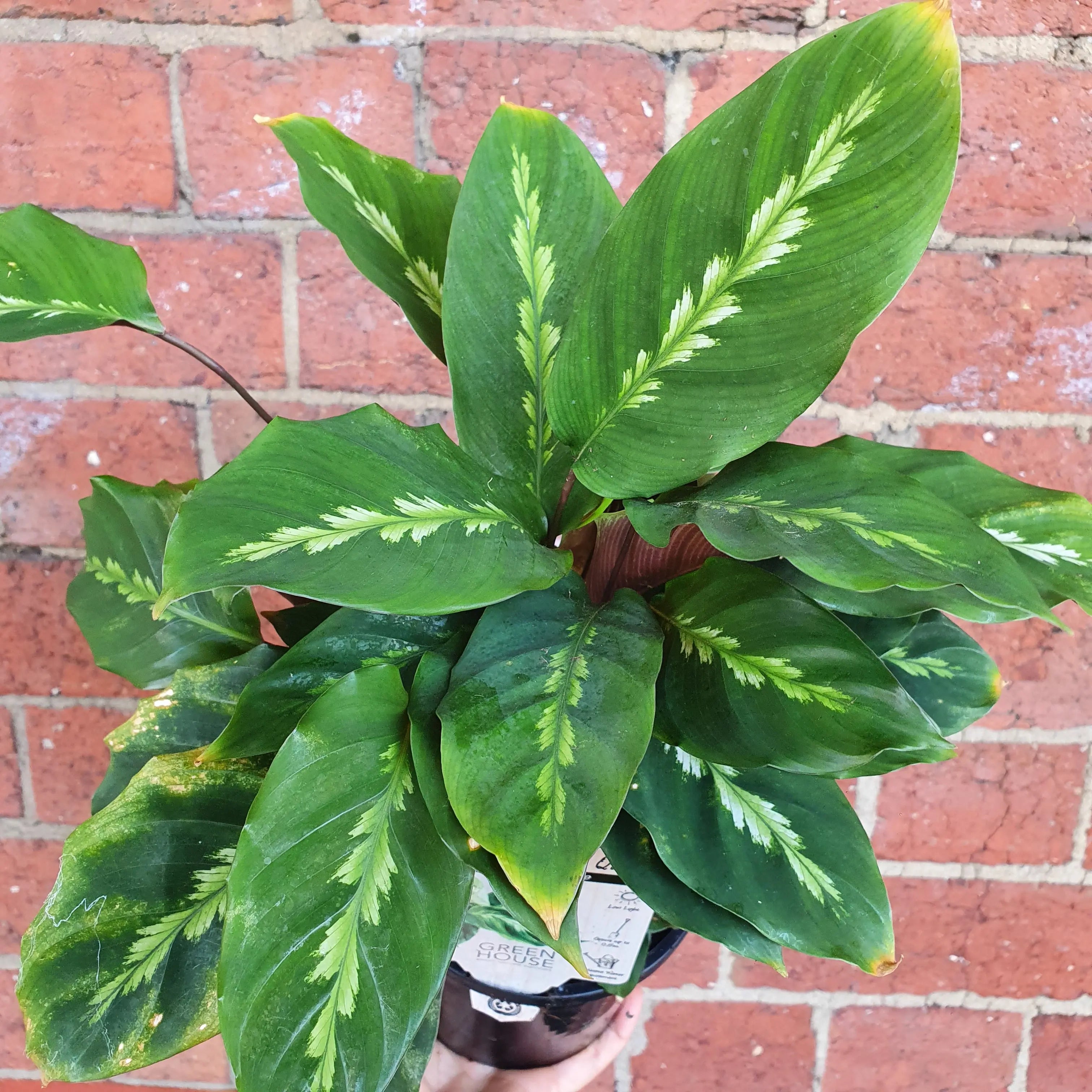 Calathea Louisae Maui Queen - 13cm pot – Folia House