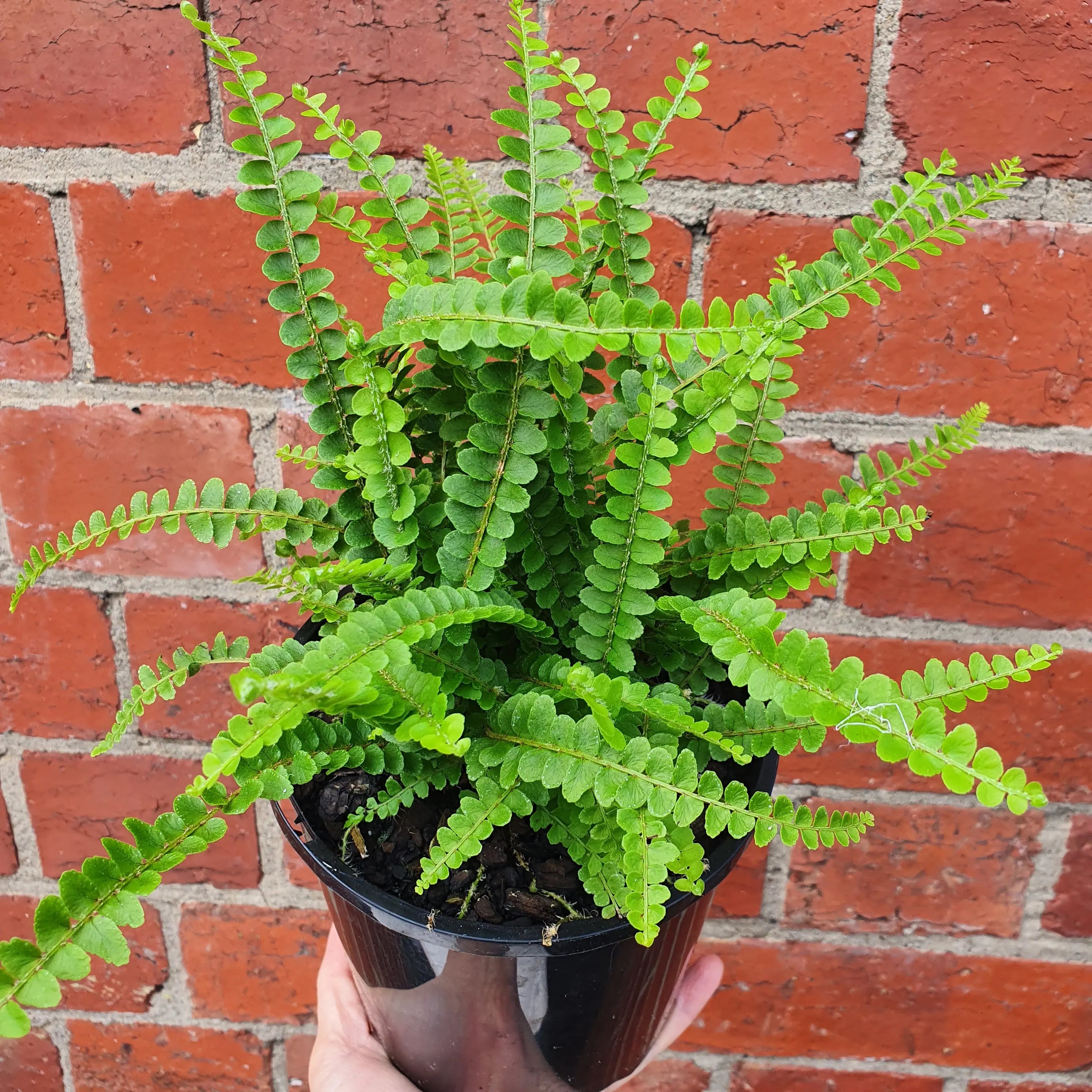 Duffii Fern -14cm pot – Folia House