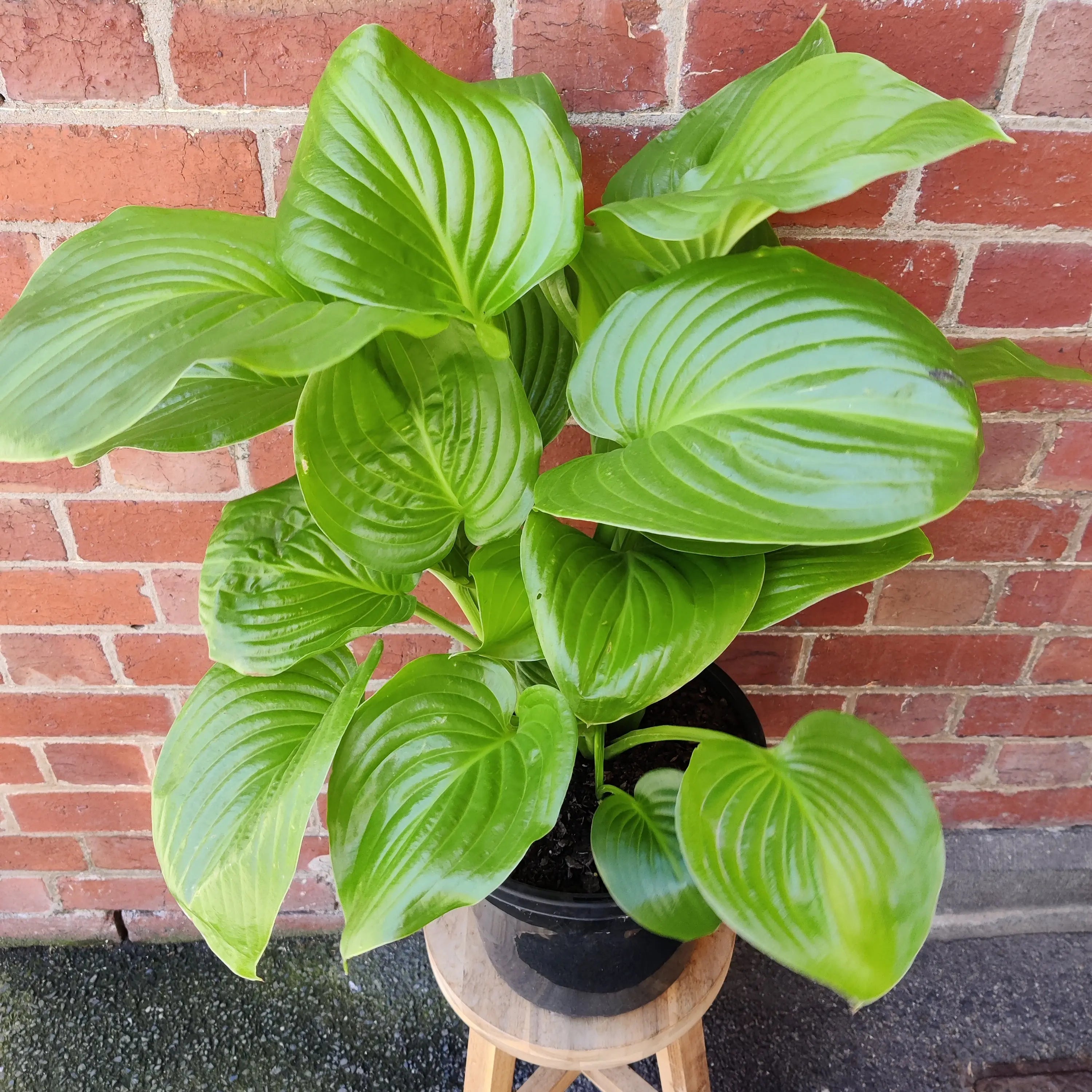 Hosta Plantaginea Grandiflora - 25cm Pot – Folia House