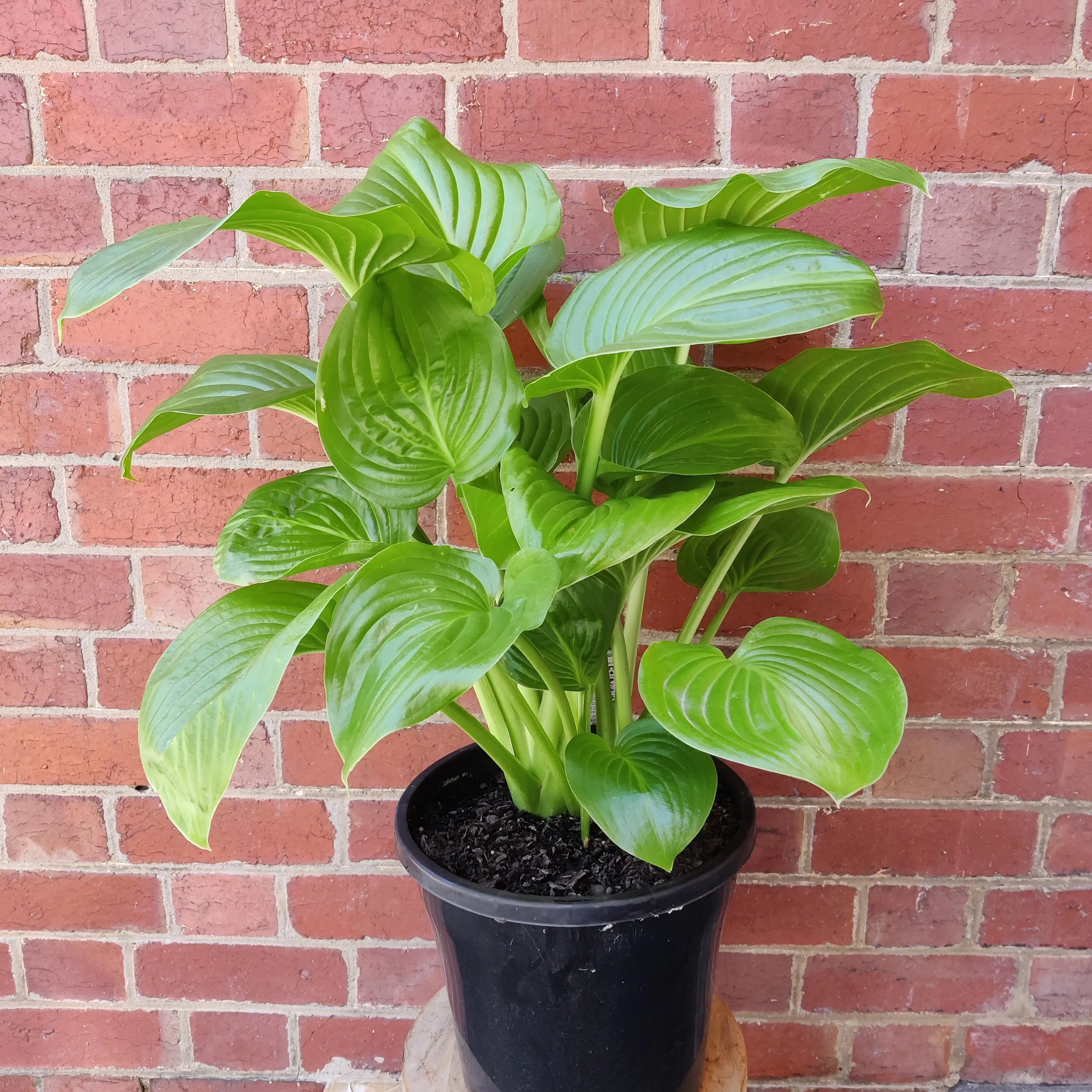 Hosta Plantaginea Grandiflora - 25cm Pot – Folia House