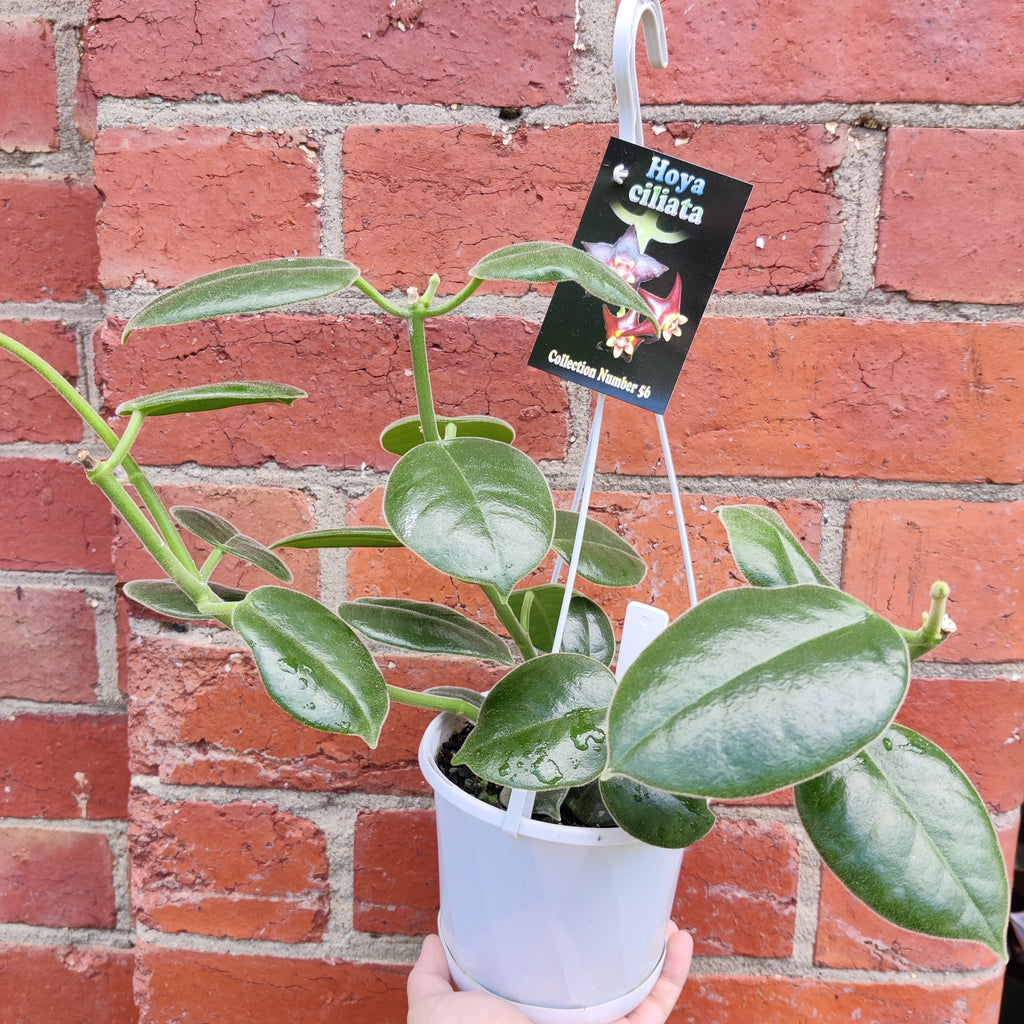 Hoya - Ciliata (No. 56) - 13cm pot – Folia House