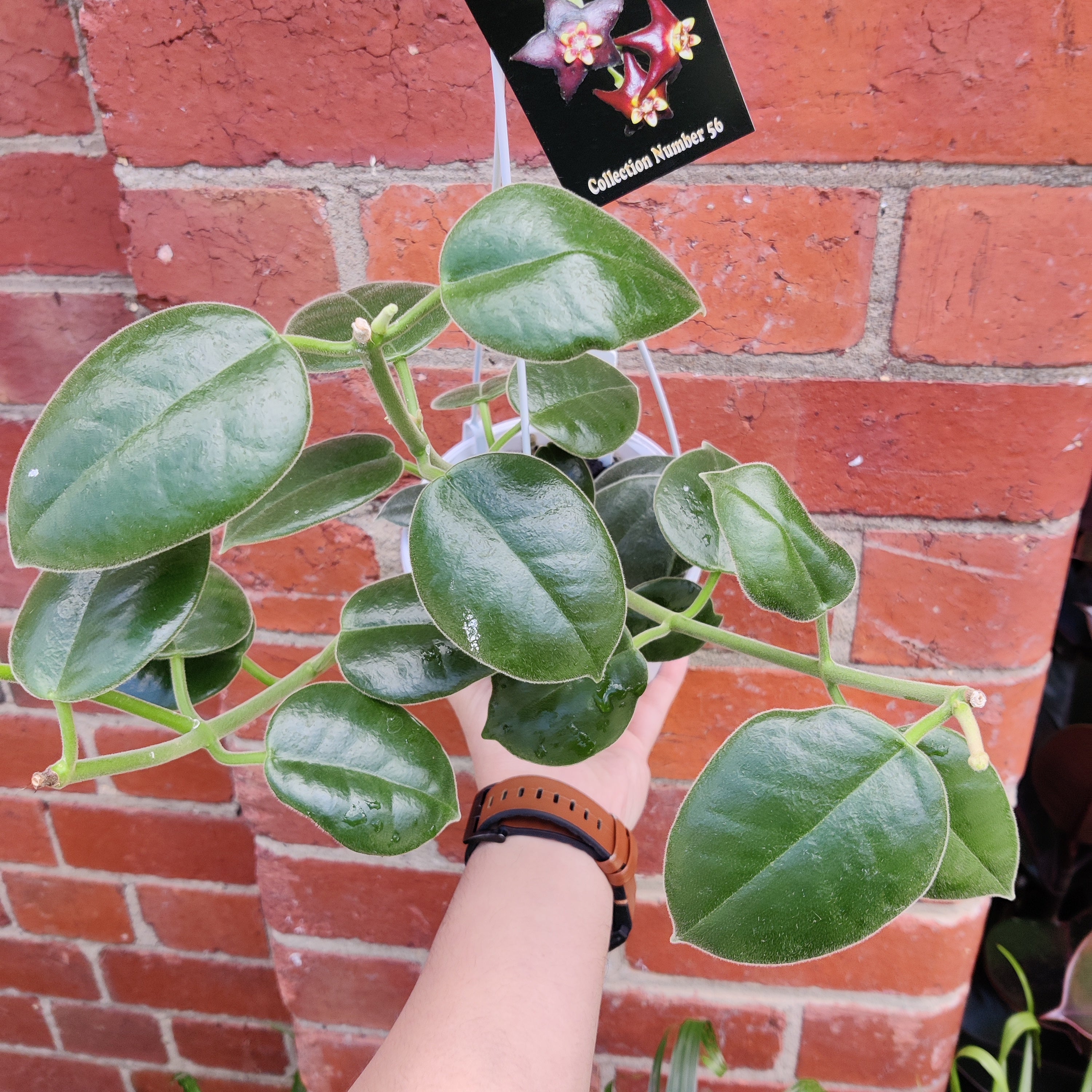 Hoya - Ciliata (No. 56) - 13cm pot – Folia House