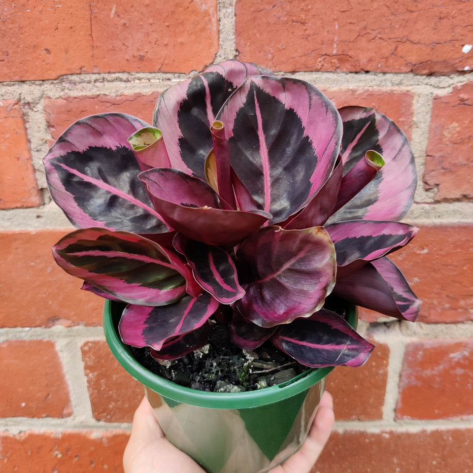 Calathea Red Mojo - 13cm pot – Folia House