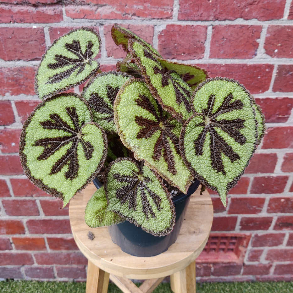 Begonia Masoniana Rock - 17cm pot – Folia House