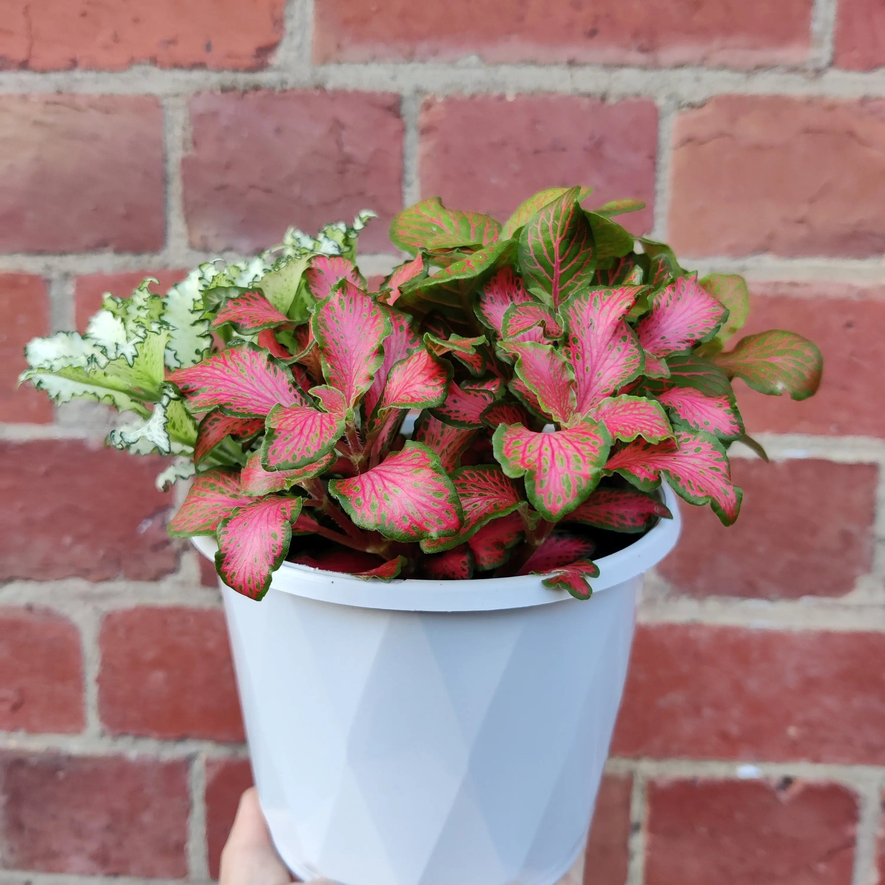 Indoor Foliage Triple plant - Fittonia - 13cm pot – Folia House