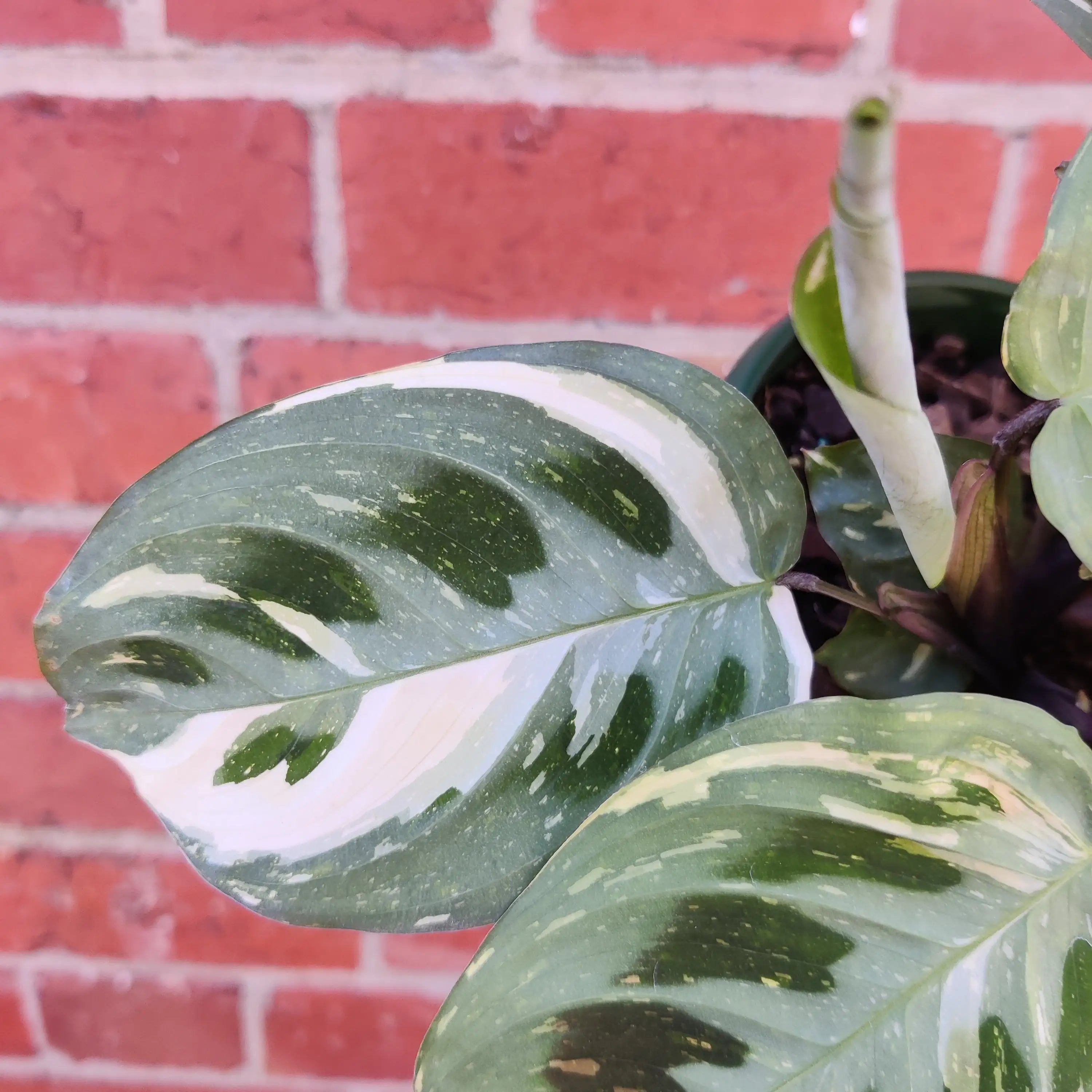Maranta erythroneura Variegated - 13cm Pot – Folia House