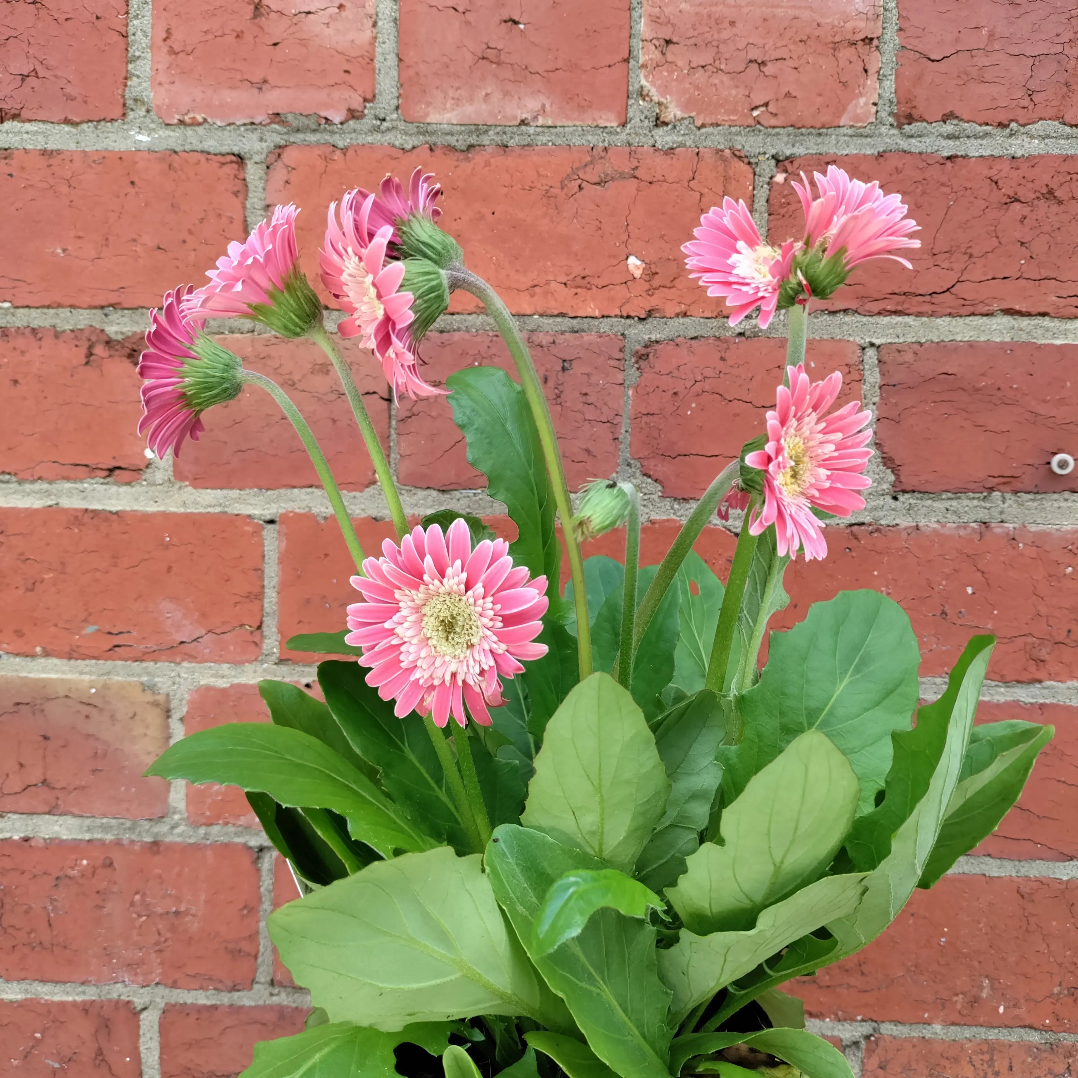 Mini gerberas - 14cm pot – Folia House