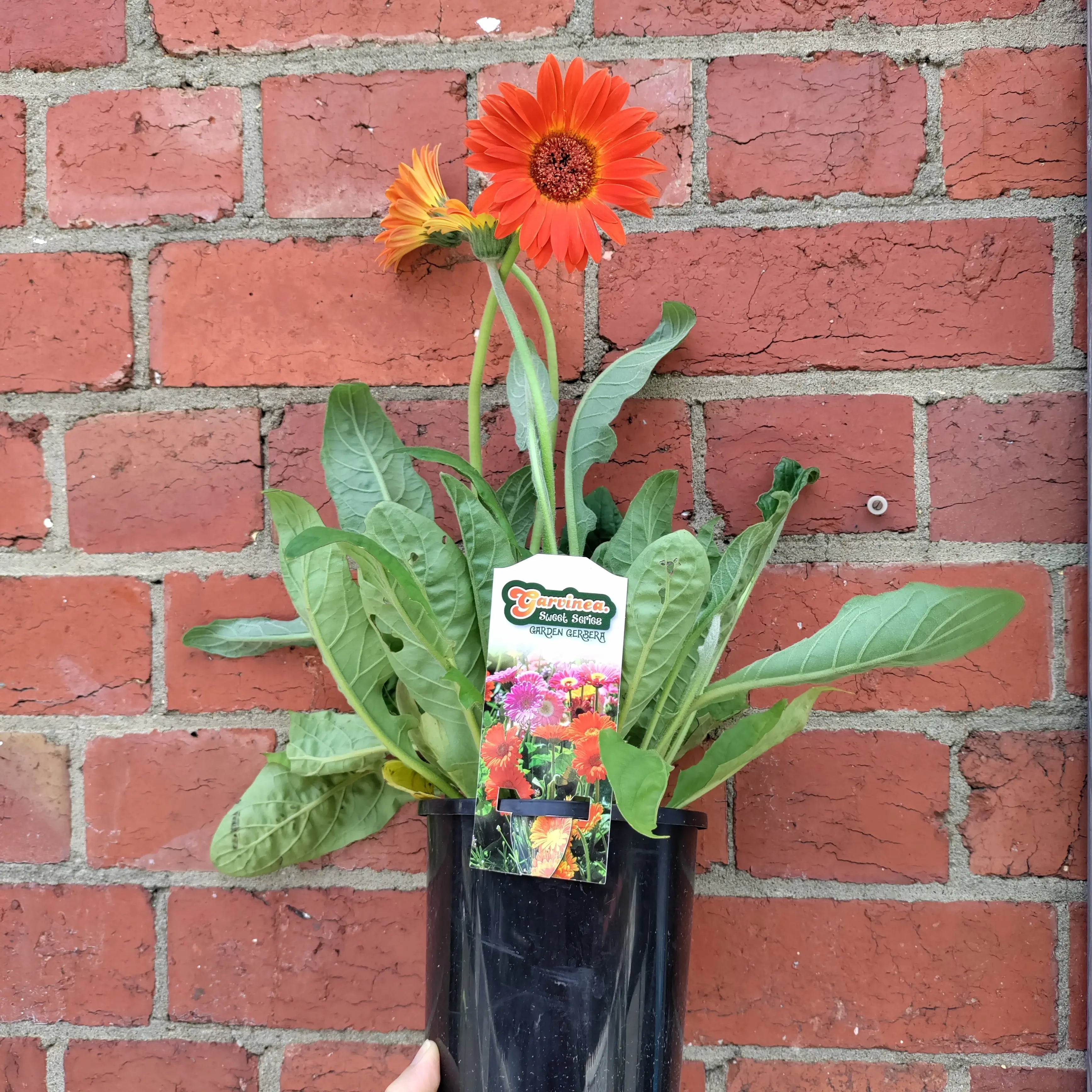 Mini gerberas - 14cm pot – Folia House