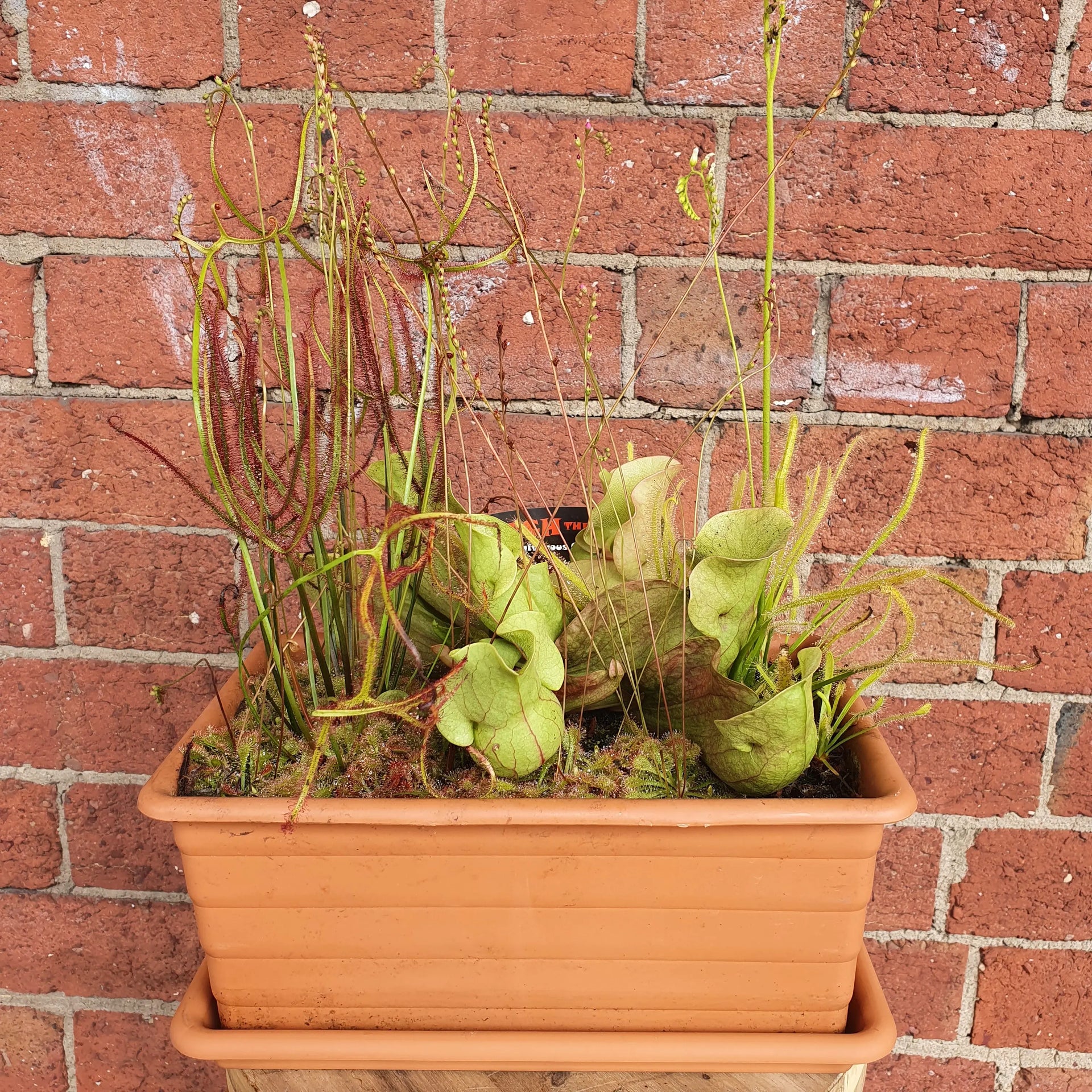 Mix Carnivorous Box – Folia House