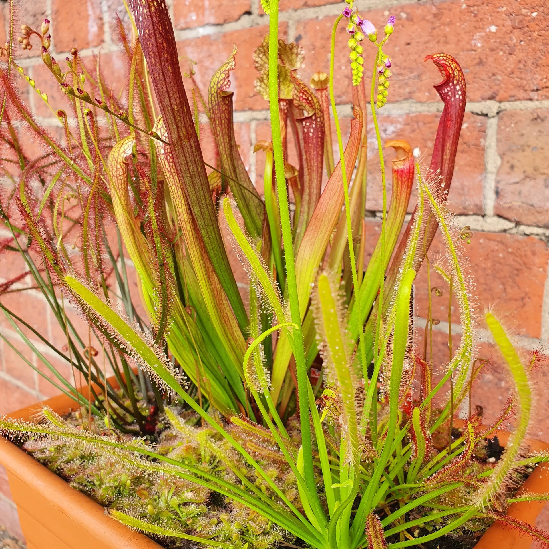 Mix Carnivorous Box – Folia House