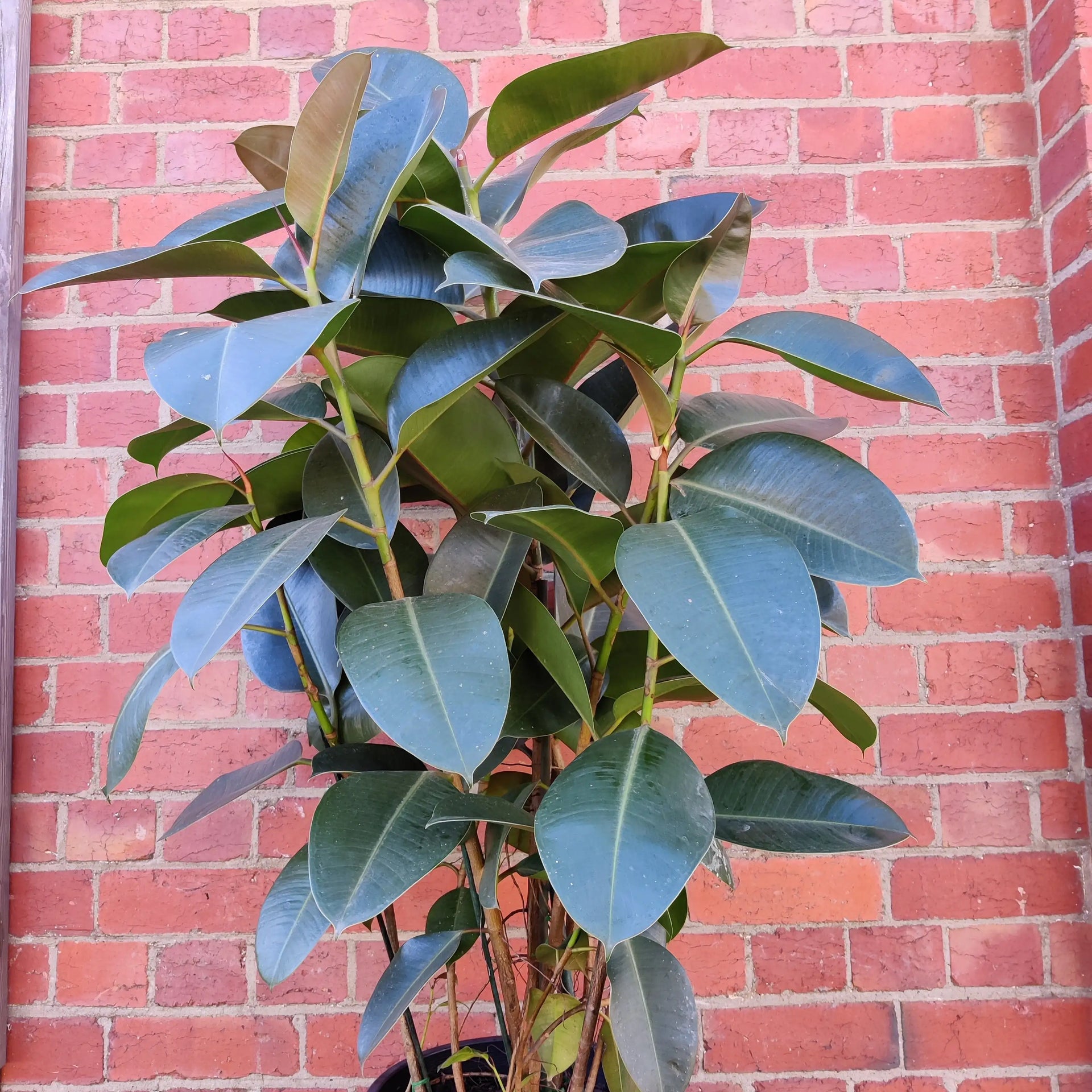 Robusta Rubber Plant (Ficus Elastica Robusta) - 30cm Pot – Folia House