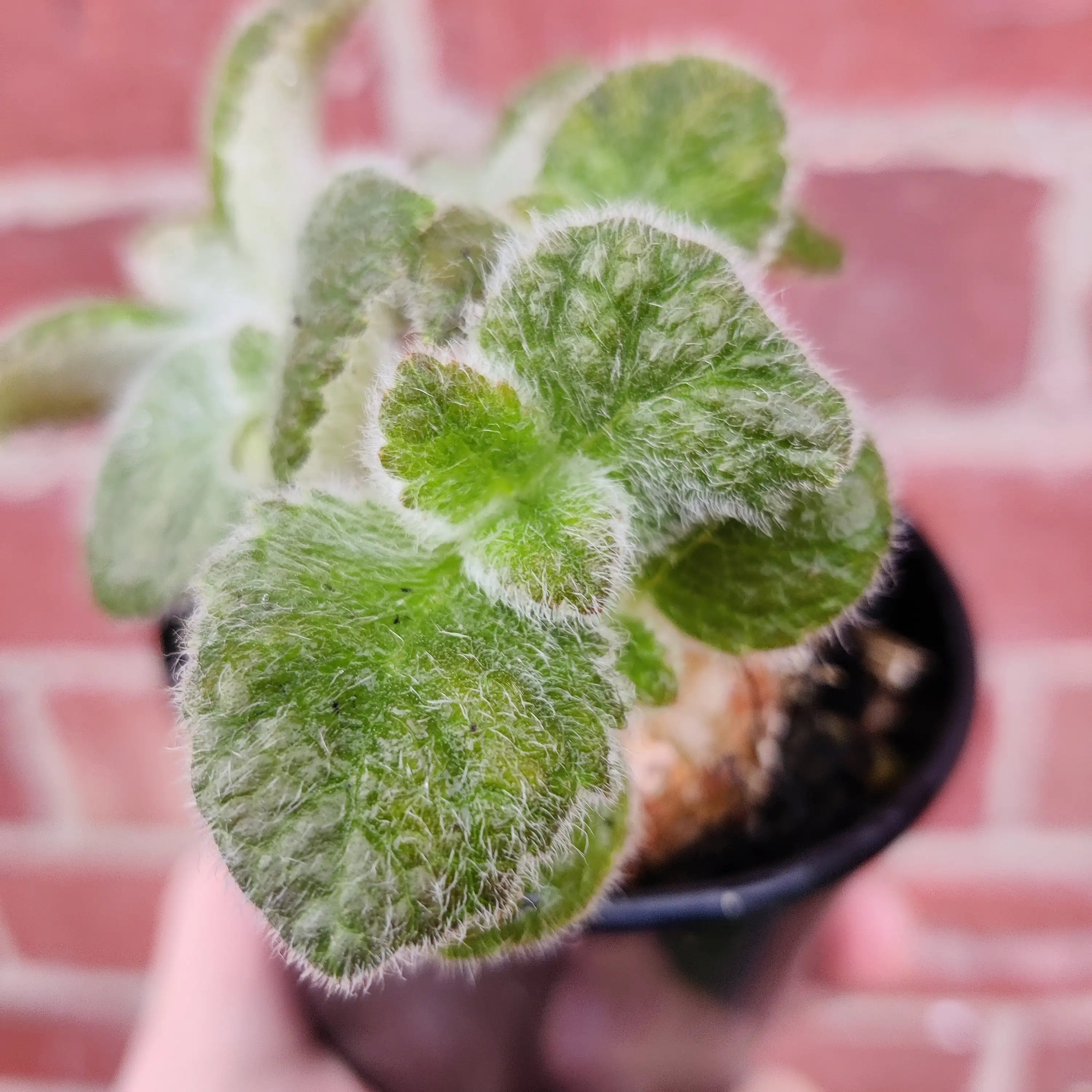 Sinningia Crushed Velvet - 7cm Pot – Folia House