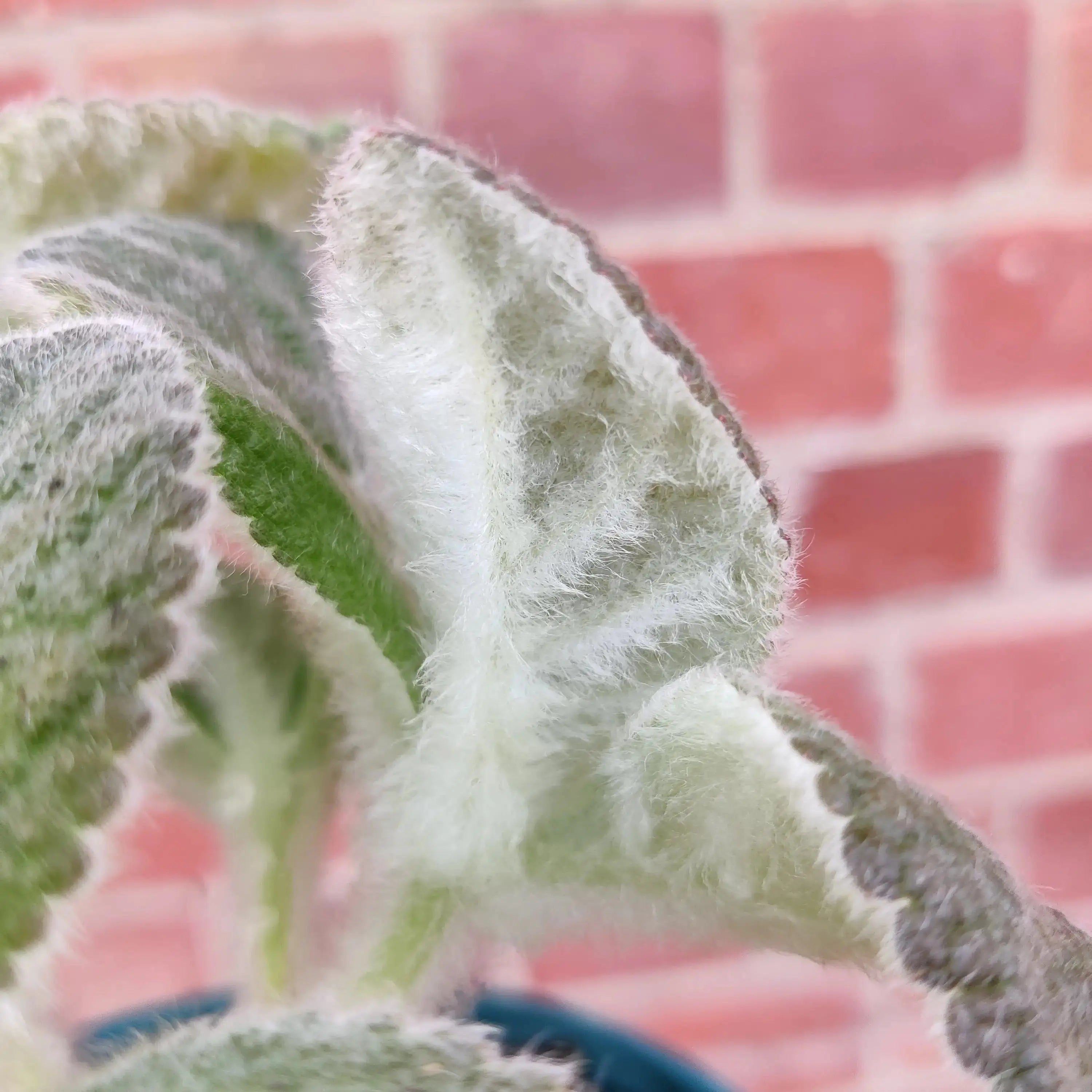 Sinningia Crushed Velvet - 10cm Pot – Folia House