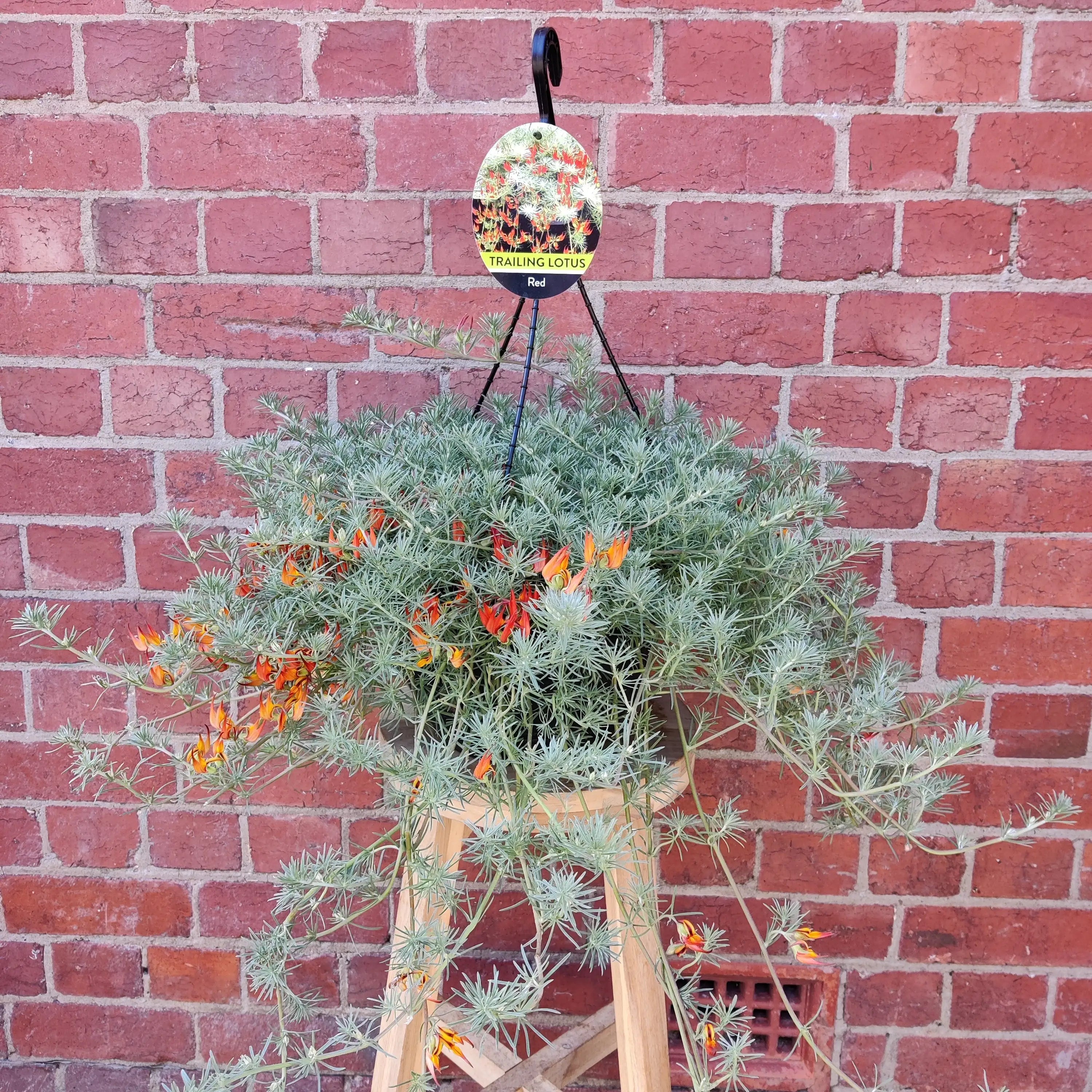 Trailing Lotus (Red) - 25cmHB – Folia House