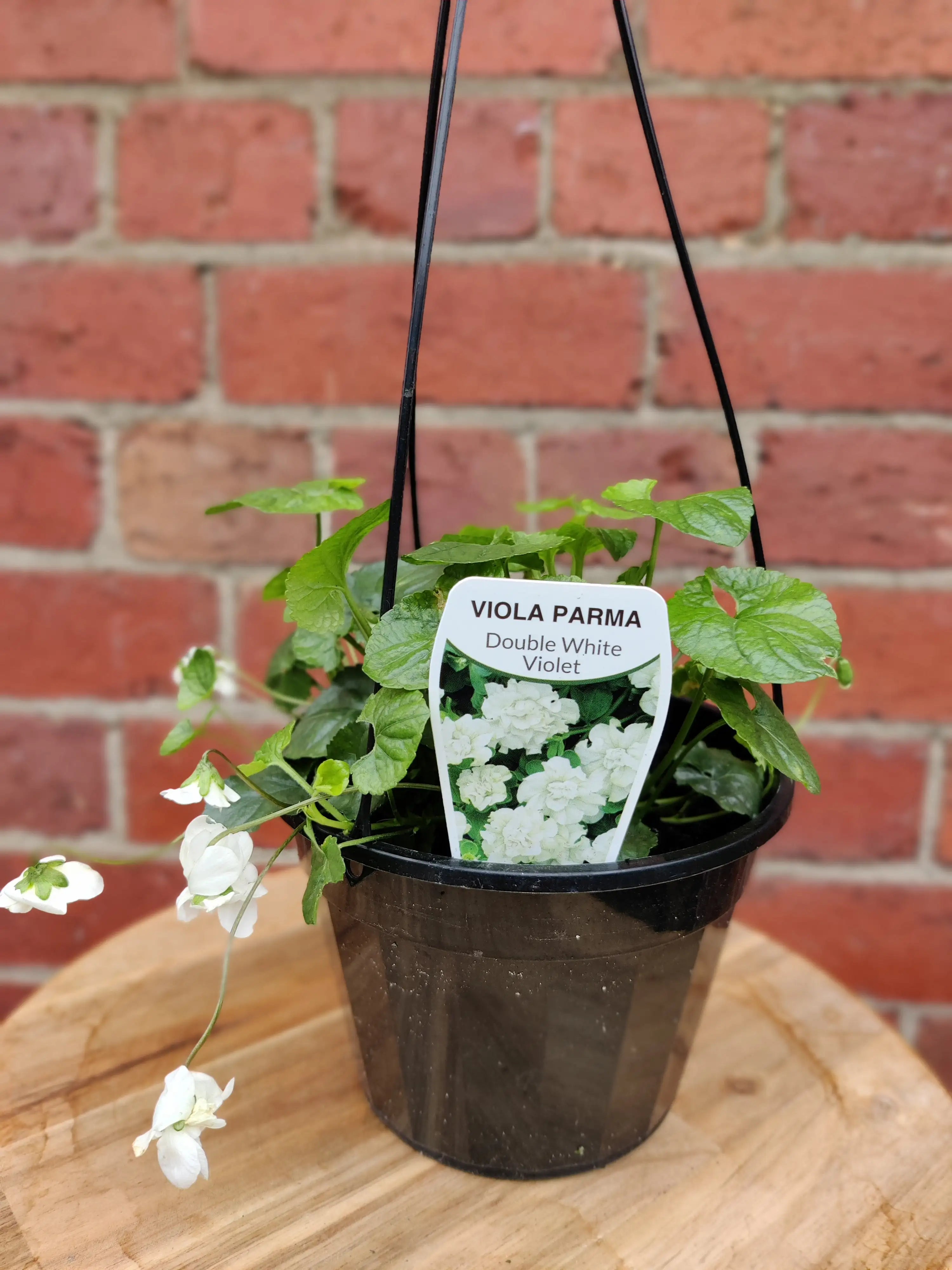 Viola Double Mauve - 15cm pot – Folia House