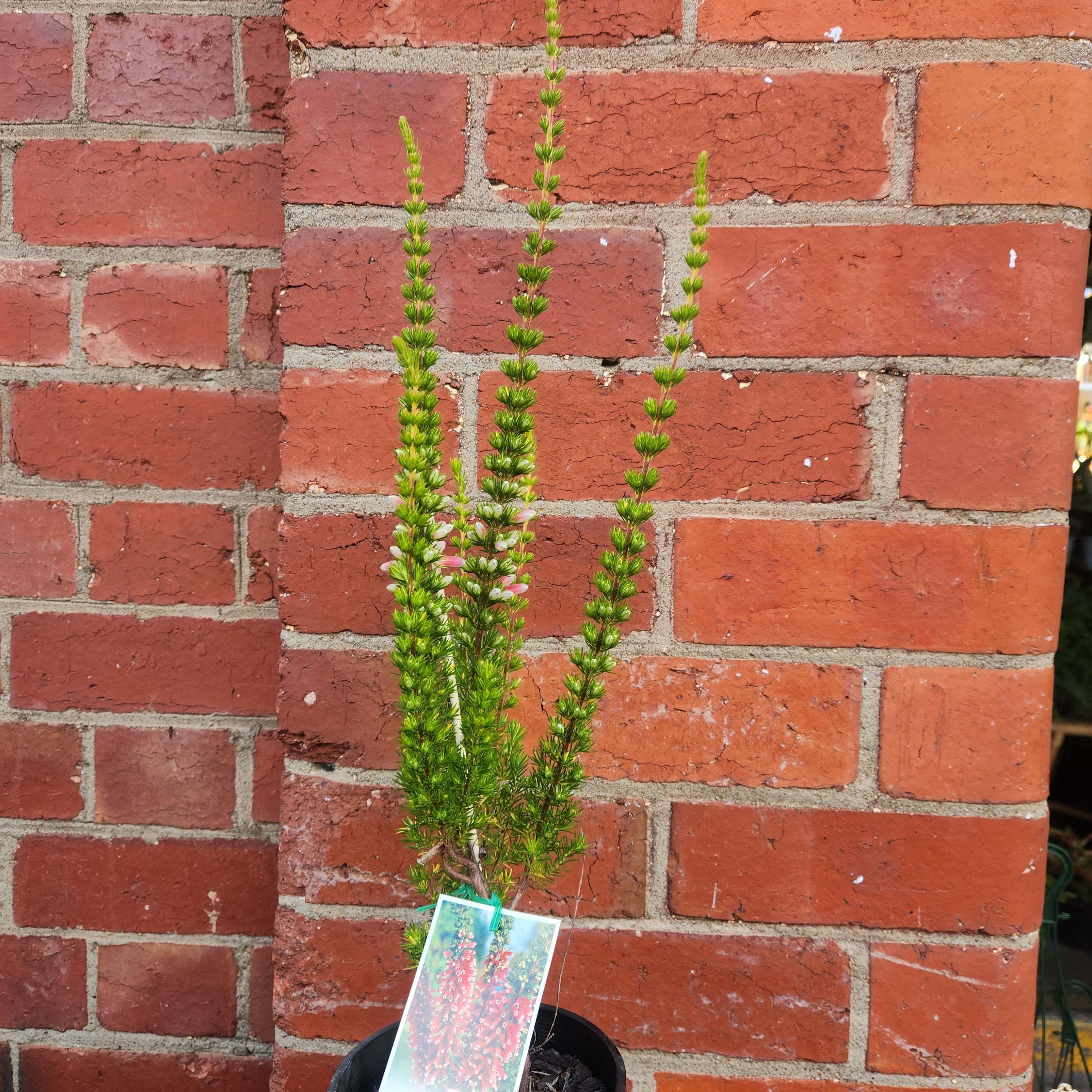 Erica Ruby pearl - 14cm pot – Folia House