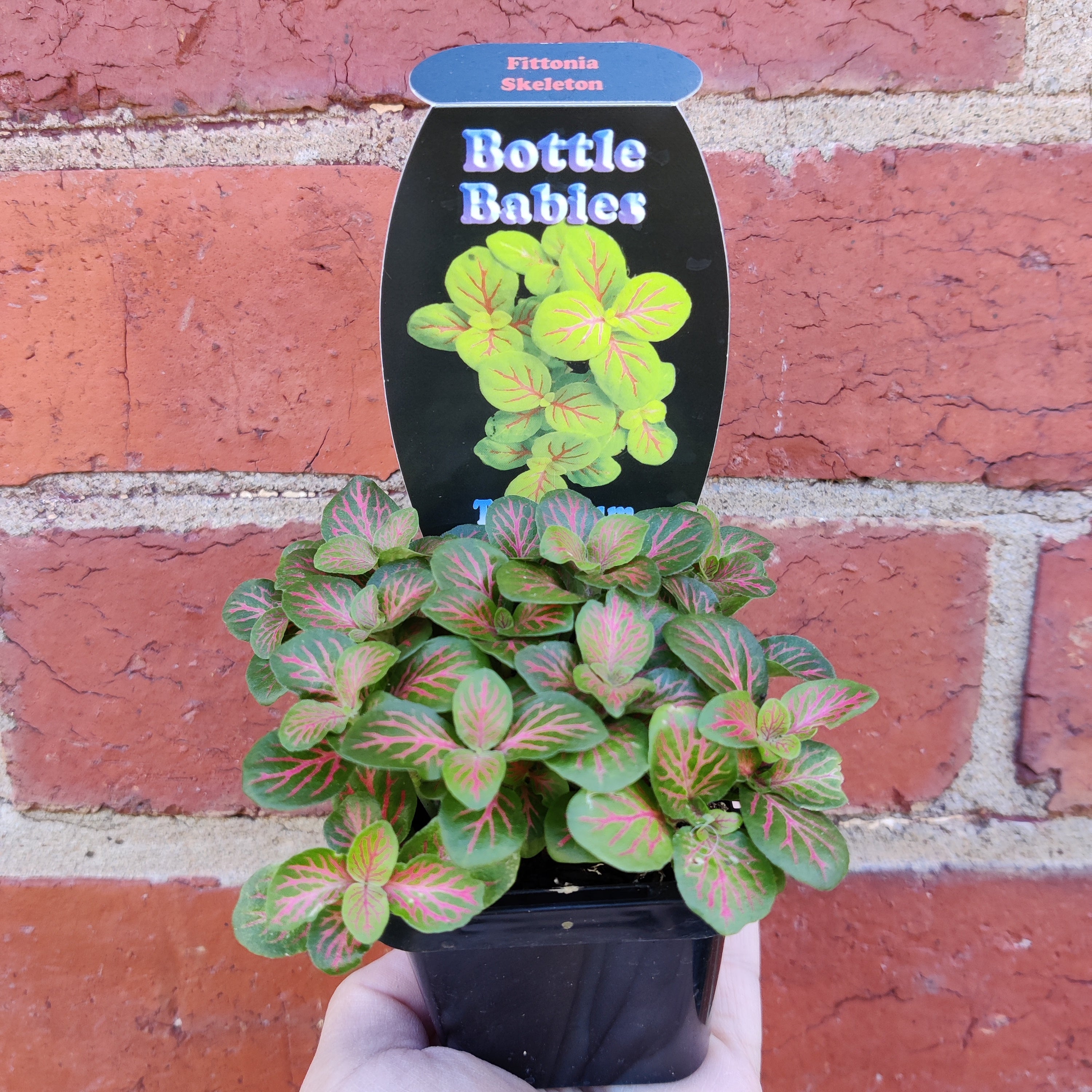 Baby Plant - Fittonia skeleton – Folia House