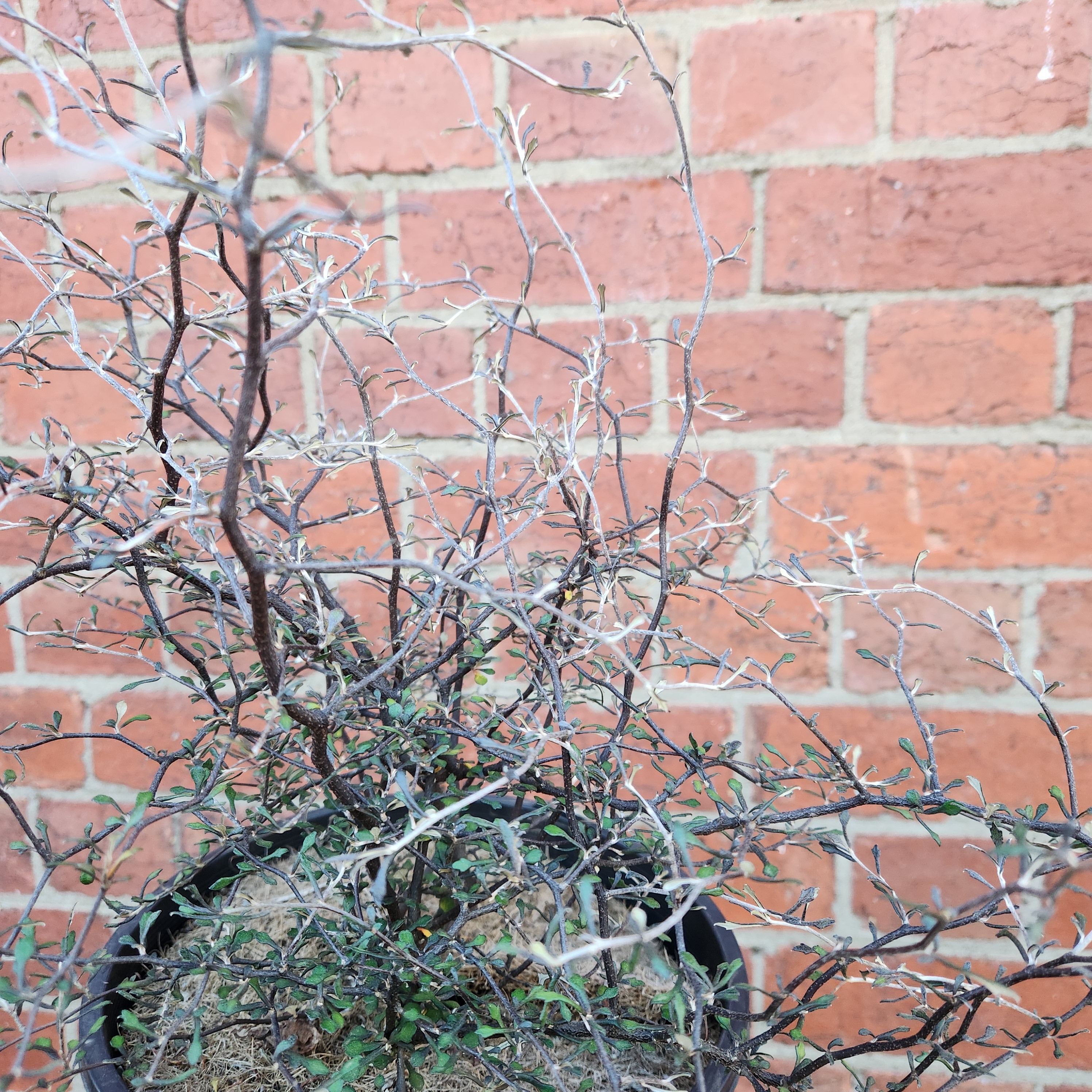 Corokia Cotoneaster 'Wire Netting Bush' - 20cm pot – Folia House