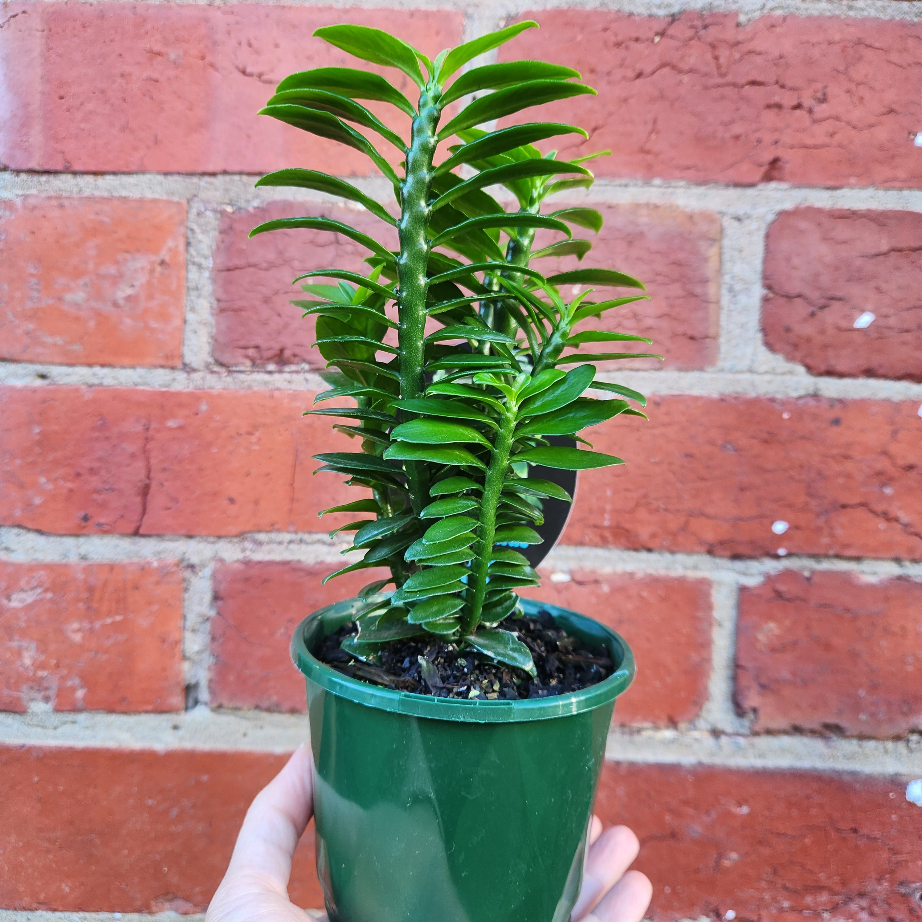 Pedilanthus tithymaloides Nana - 10cm pot – Folia House