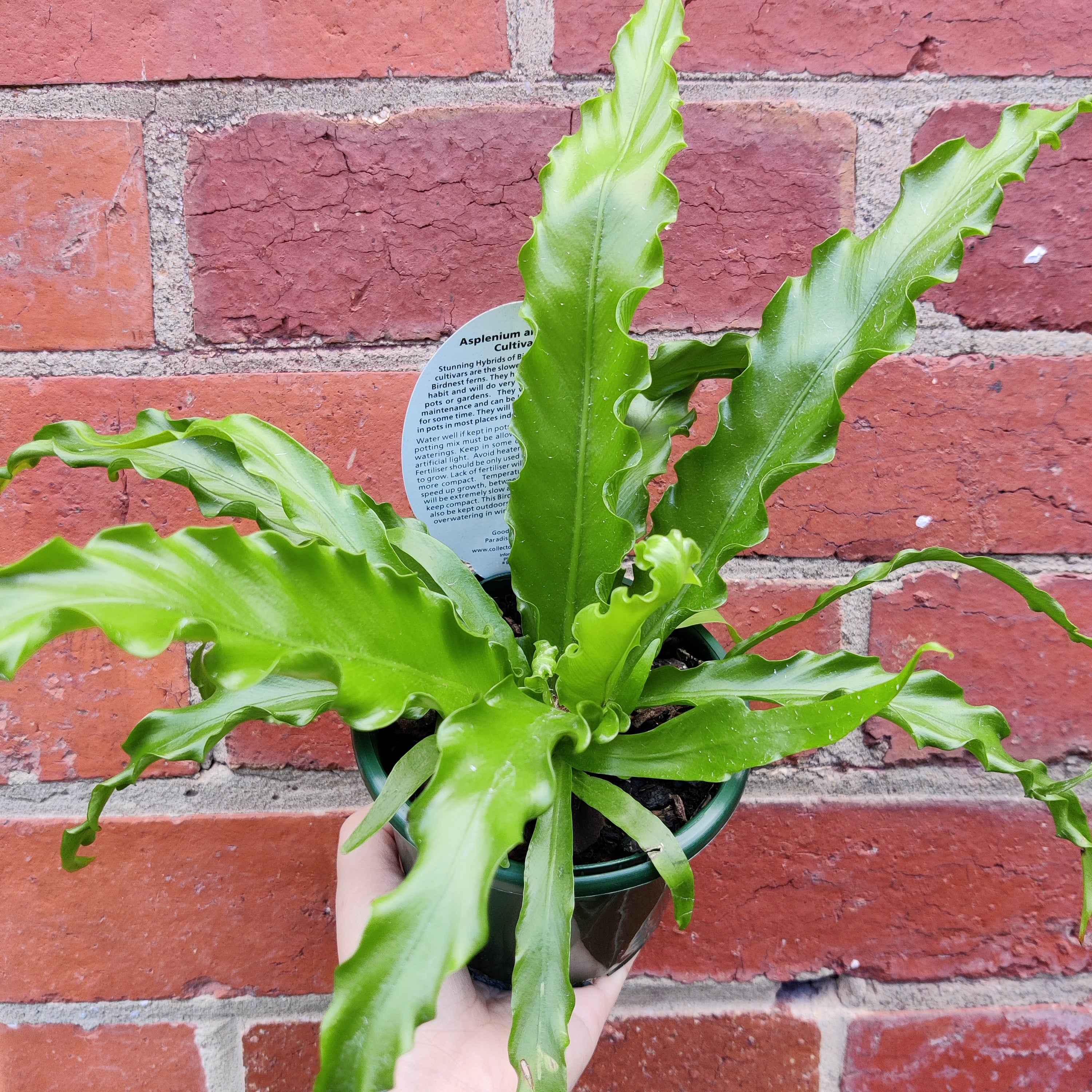 Bird nest fern Nidus Osaka - 13cm Pot – Folia House