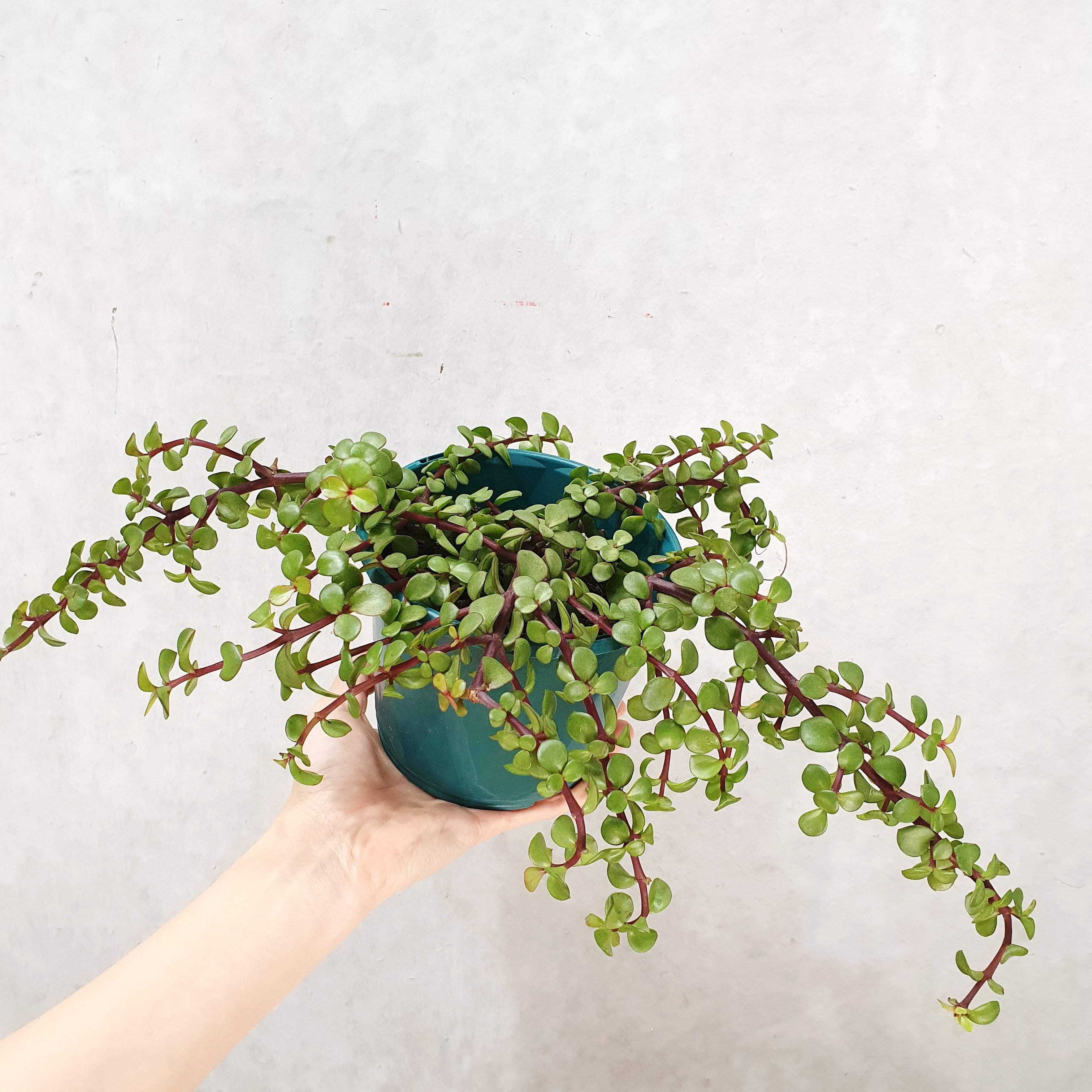 Portulacaria 'Jade Cascade' - 13cm pot – Folia House