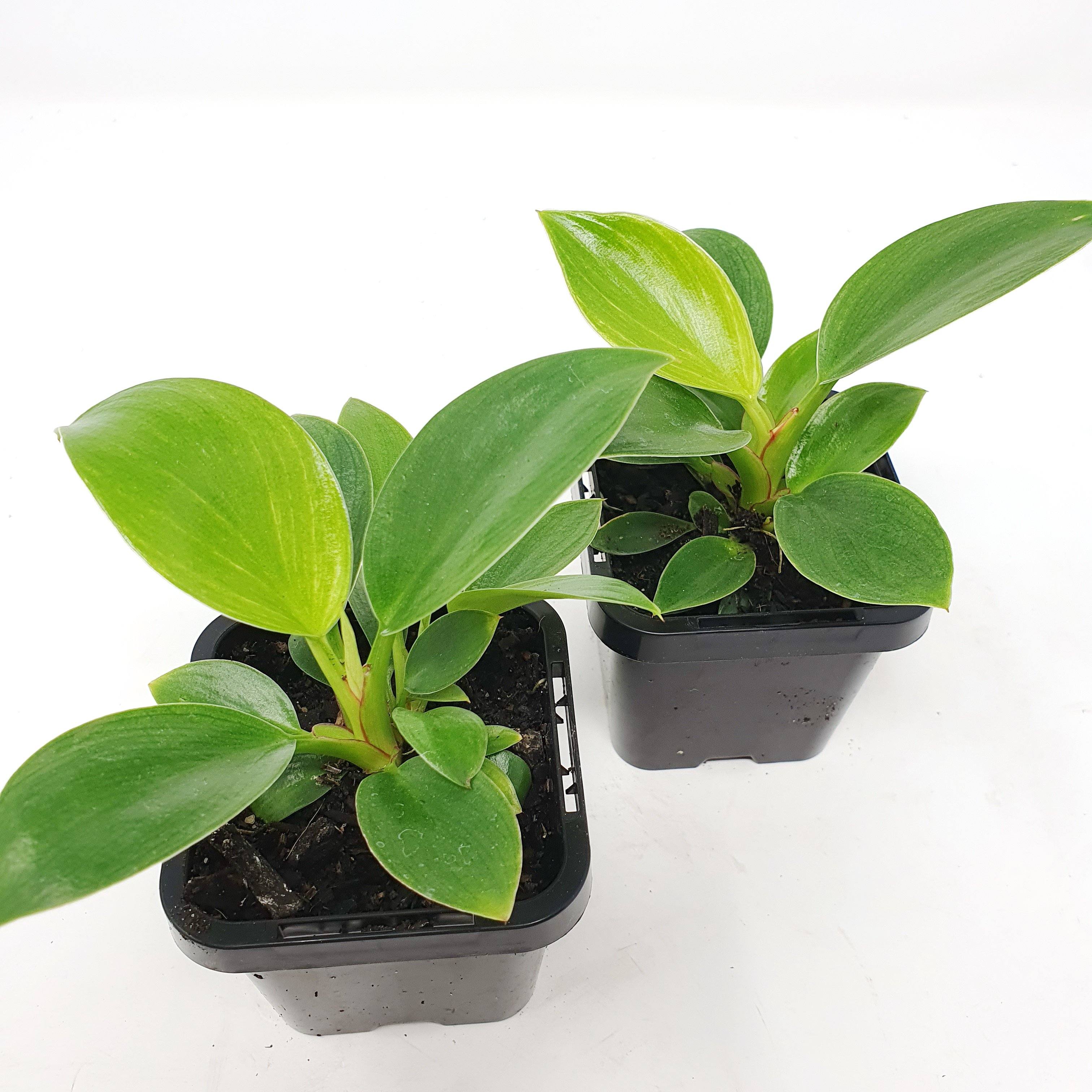 Baby Plant - Philodendron Birkin – Folia House