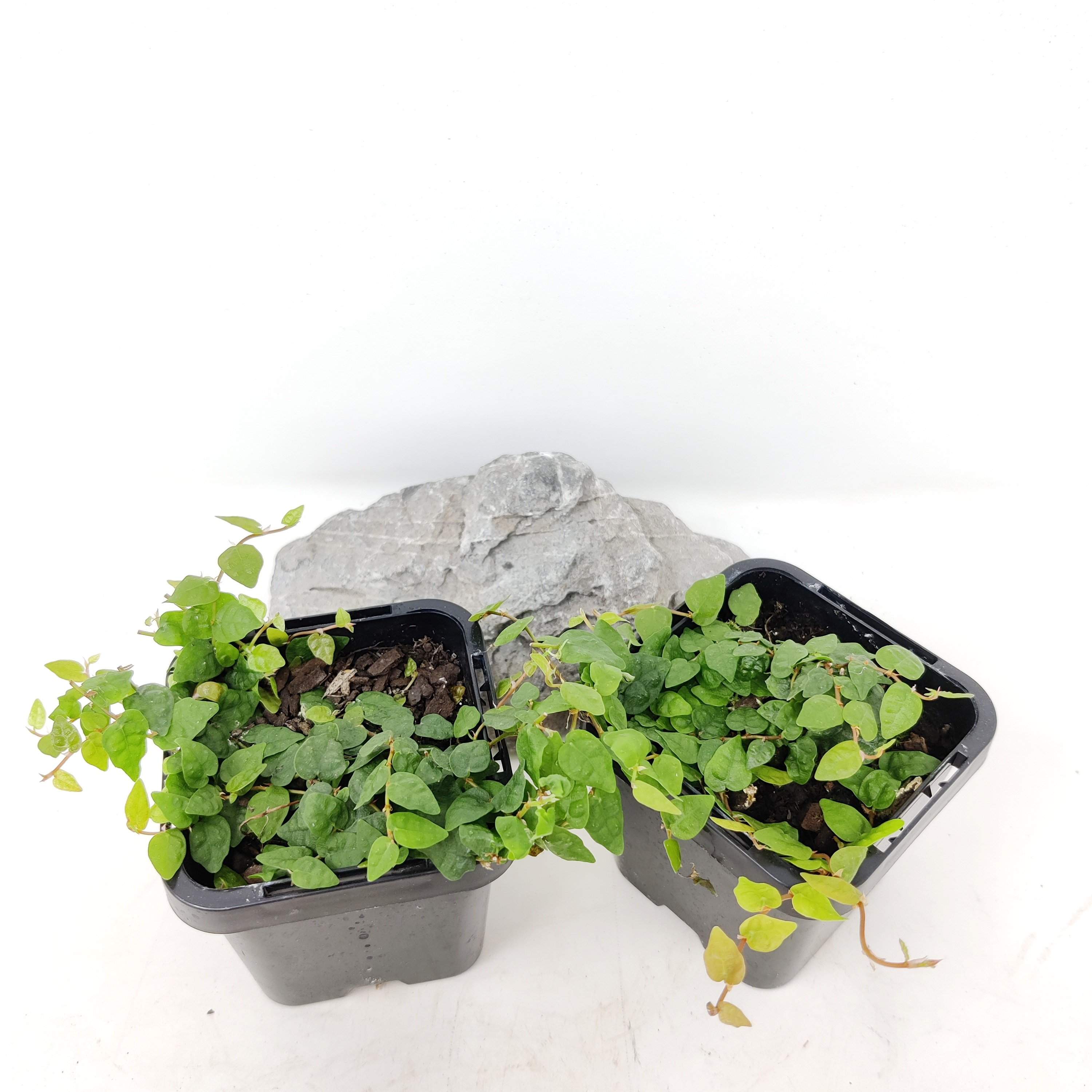 Baby plant - Ficus Pumila Minima – Folia House