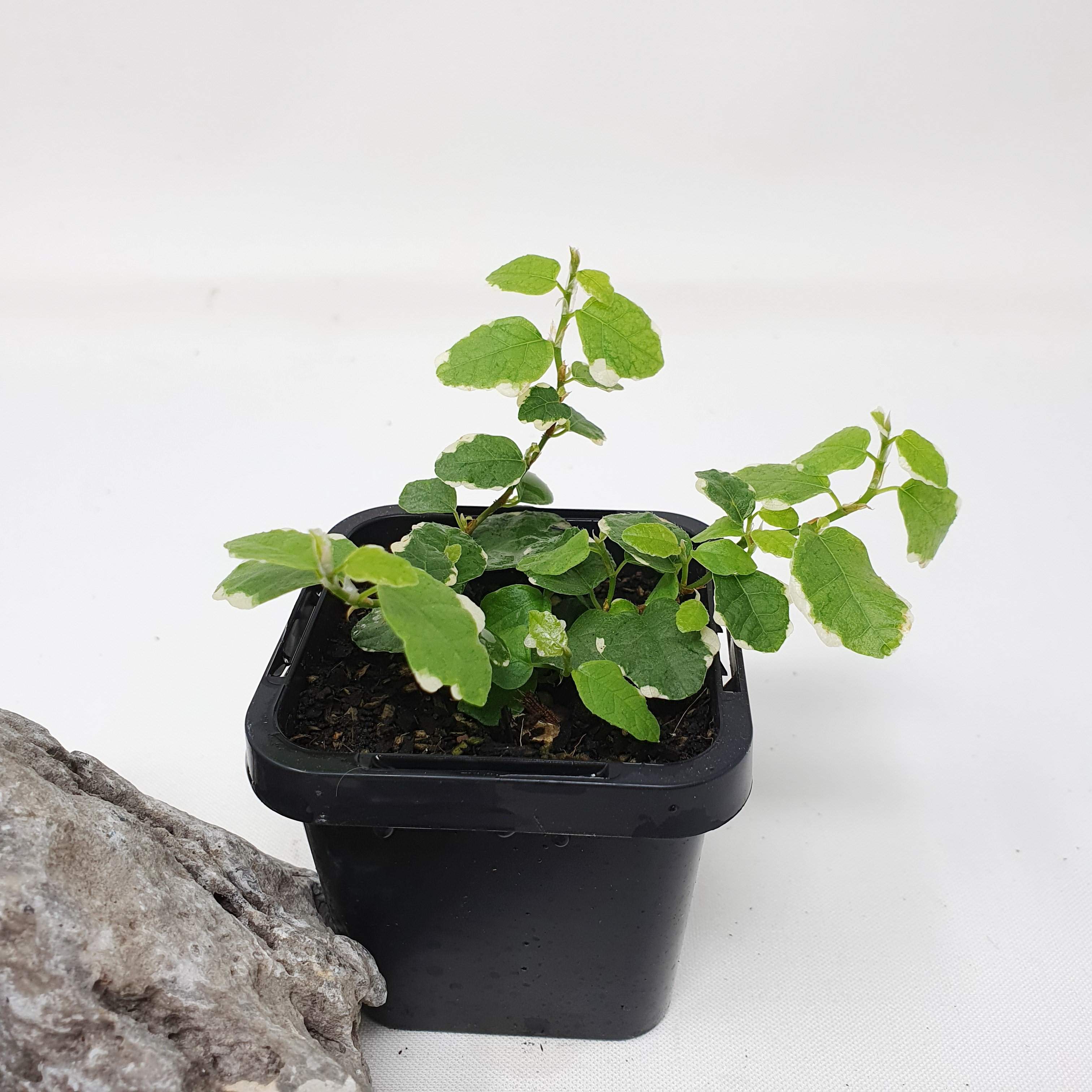 Baby plant - Ficus Pumila variegata (Creeping Fig) – Folia House