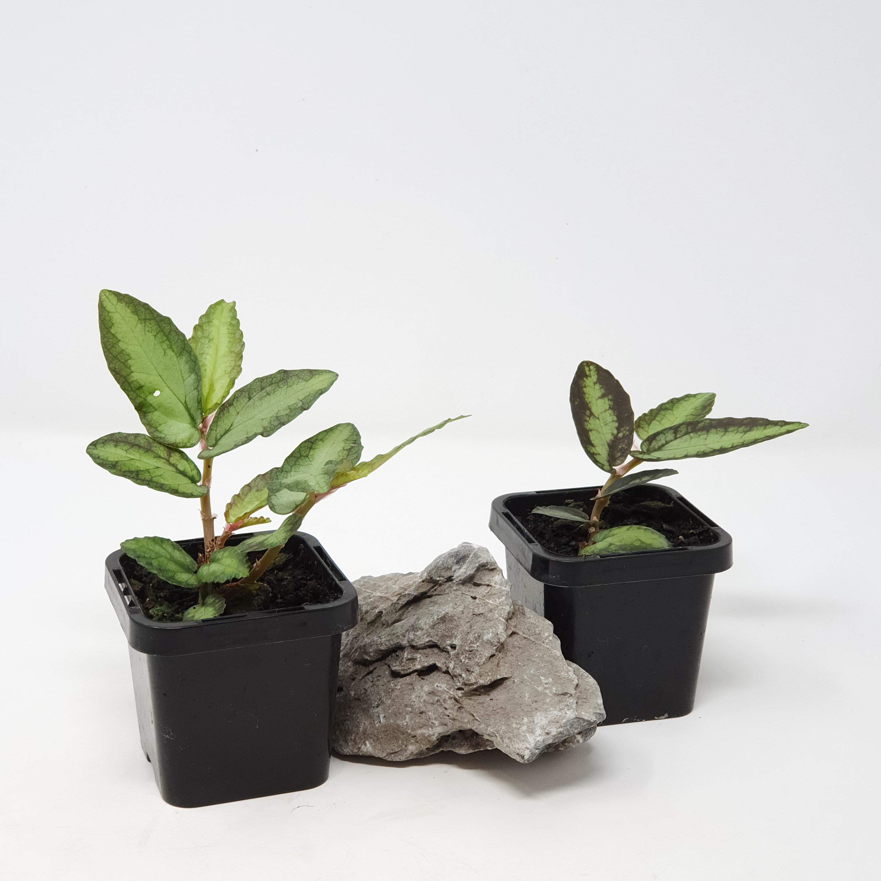 Baby plant - Pellonia Repens – Folia House