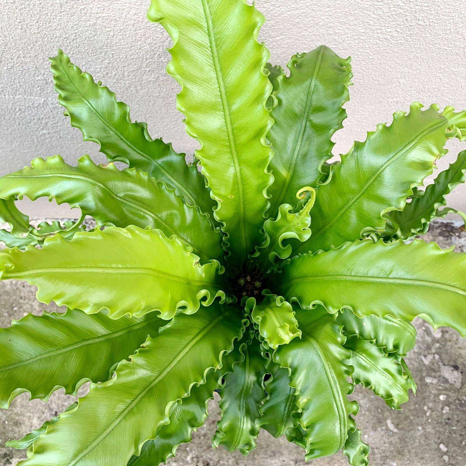 Bird nest fern (Asplenium Nidus Osaka) - 20cm Pot – Folia House