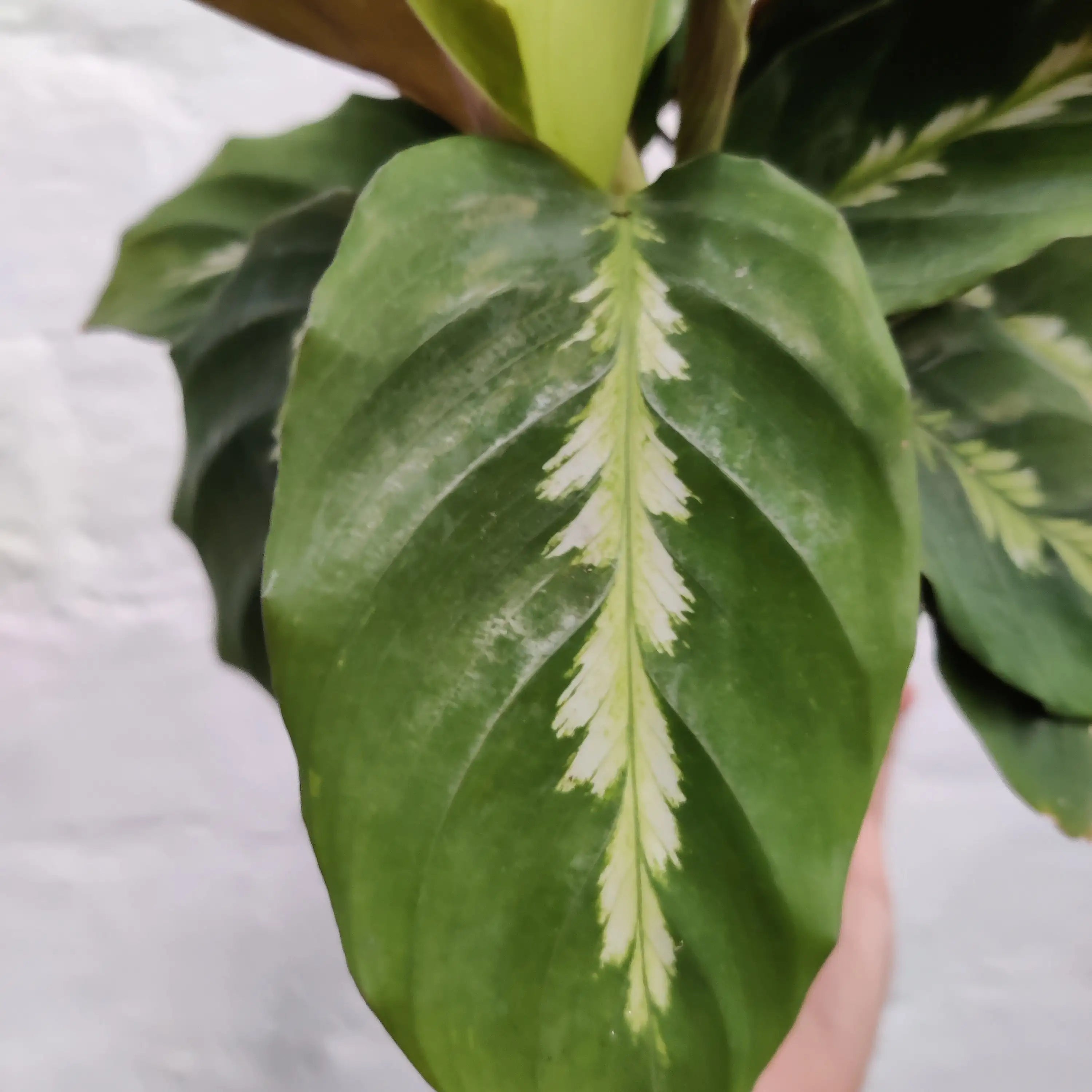 Calathea Louisae Maui Queen - 13cm pot – Folia House