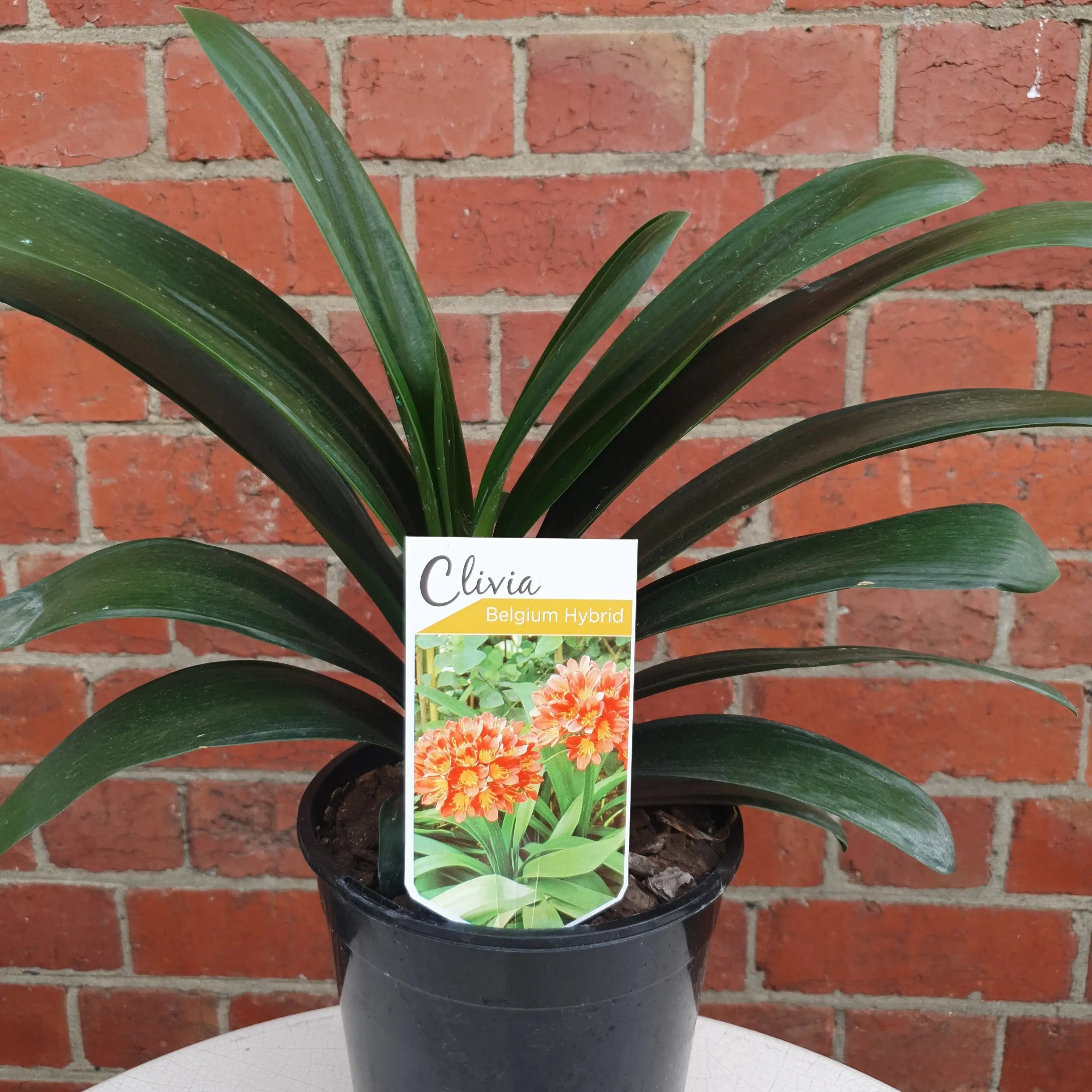 Clivia Belgium Hybrid - 17cm Pot – Folia House