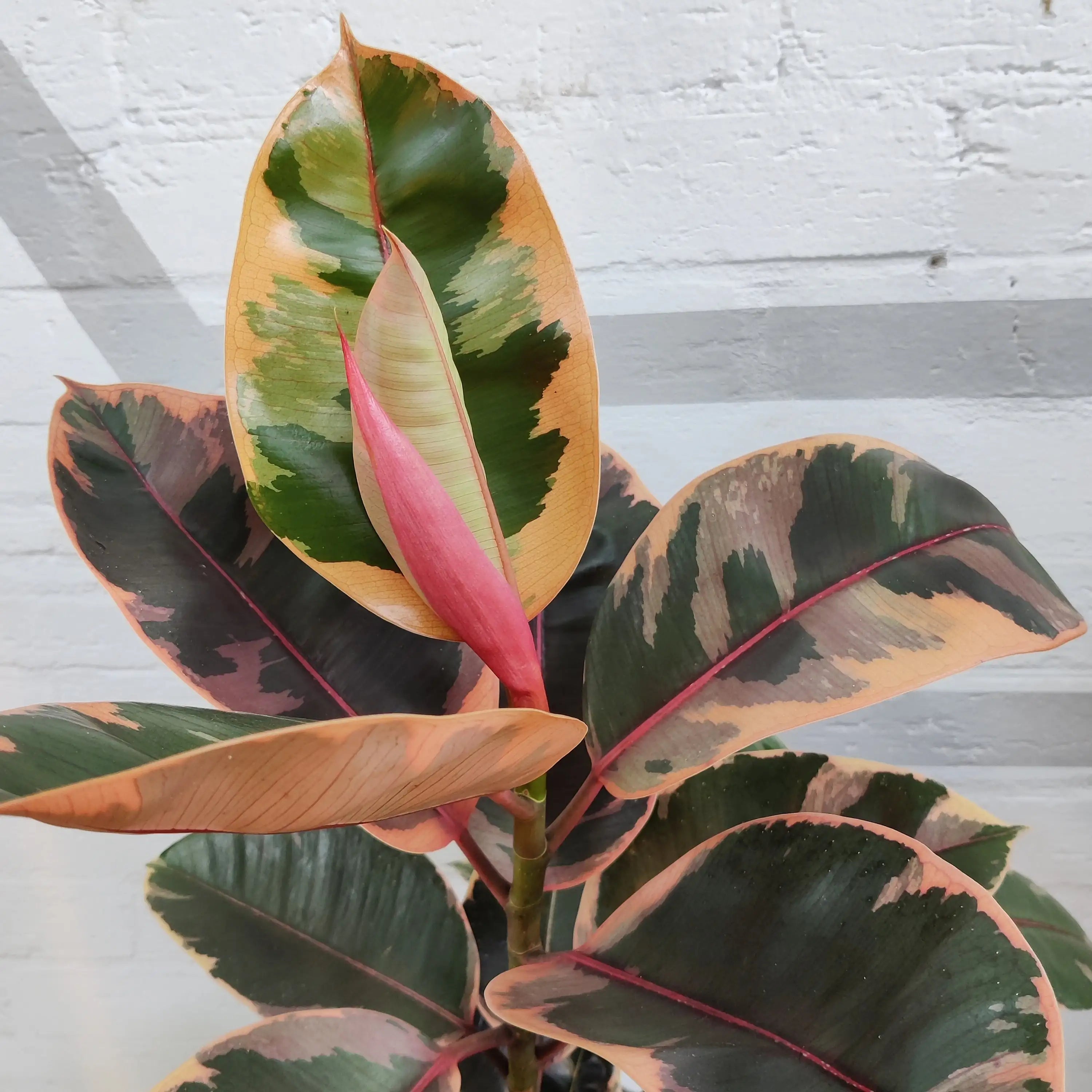 Ficus Elastica Ruby - 20cm Pot – Folia House