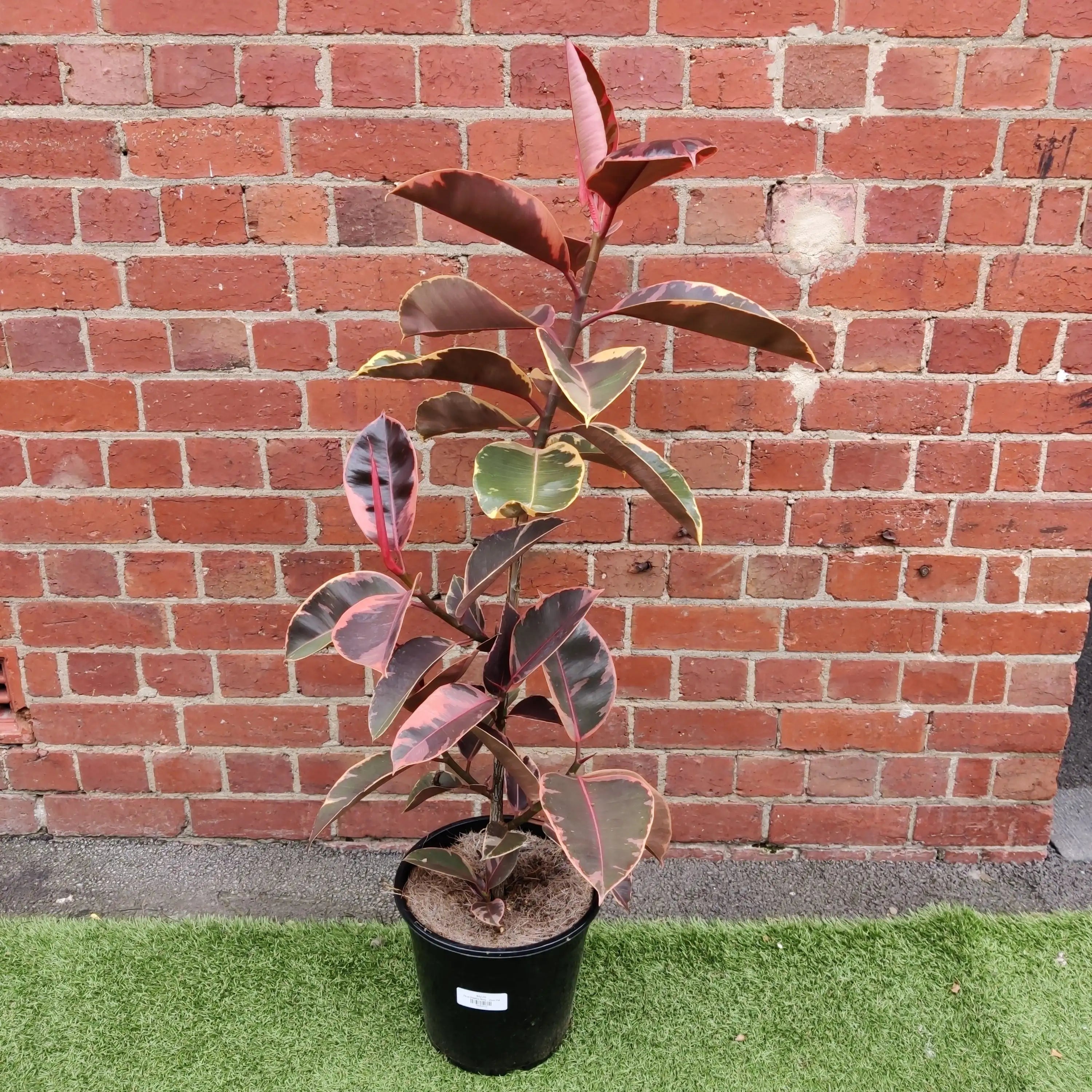 Ficus Elastica Ruby - 25cm Pot – Folia House