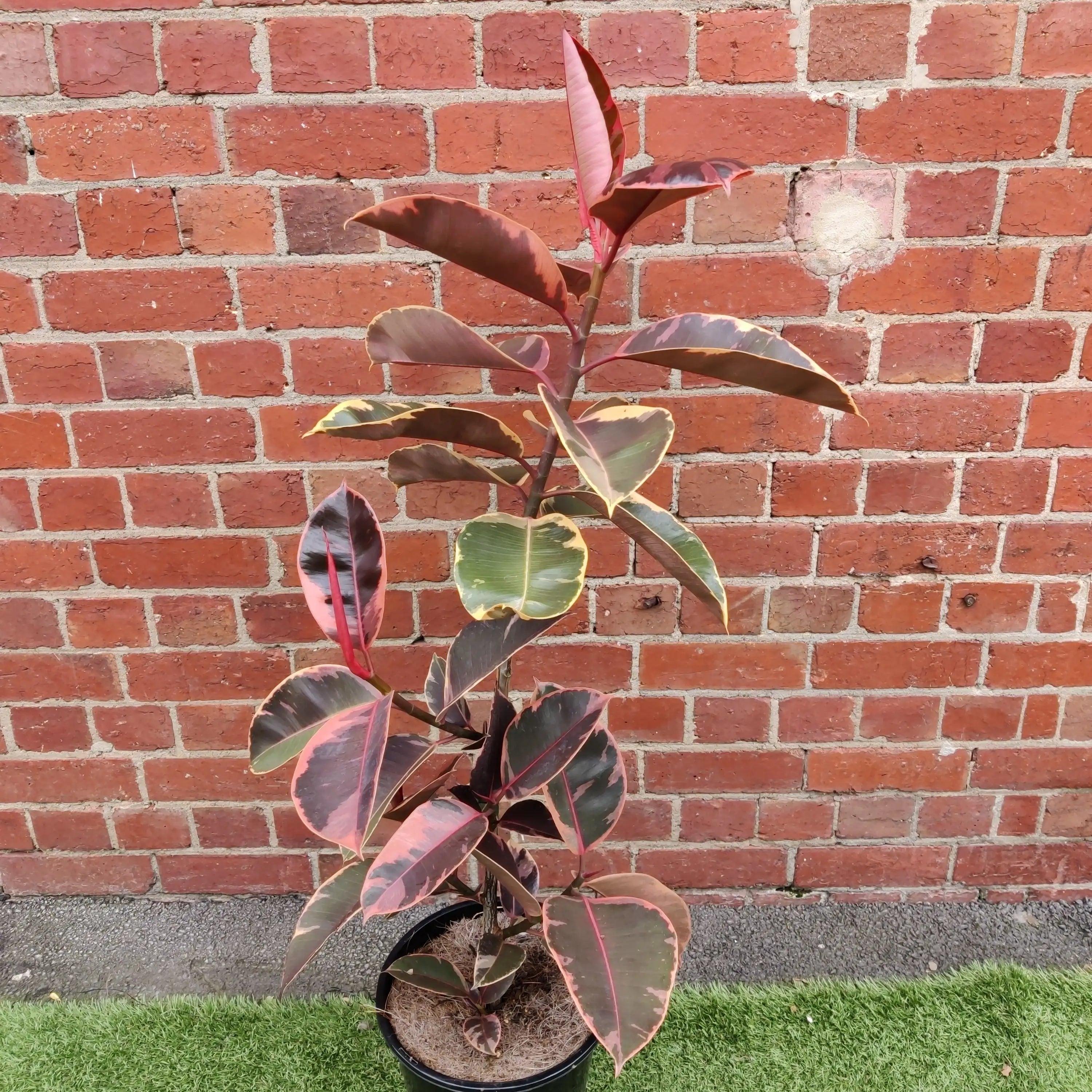 Ficus Elastica Ruby - 25cm Pot – Folia House