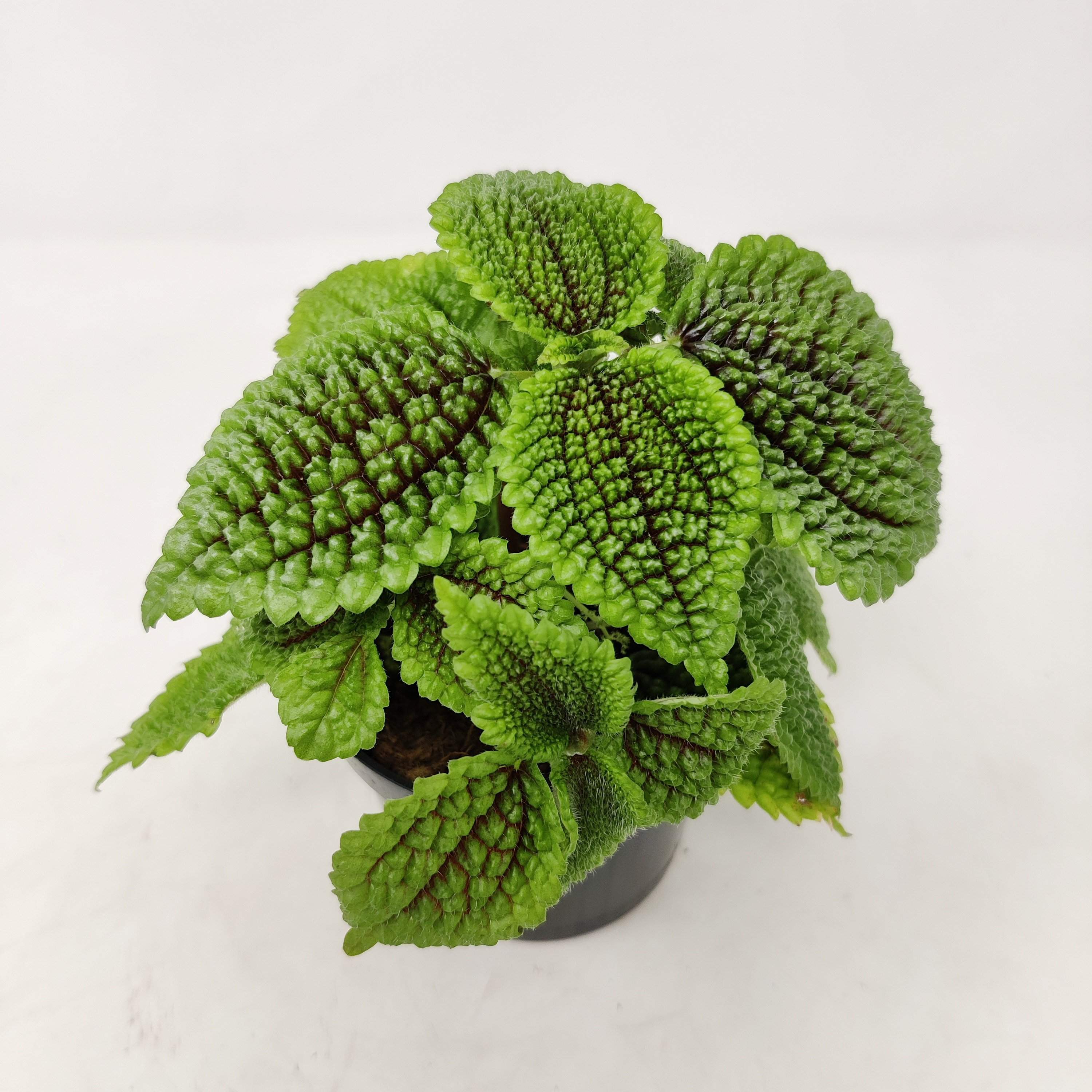 Friendship Plant (Pilea involucrata) - 13cm pot – Folia House