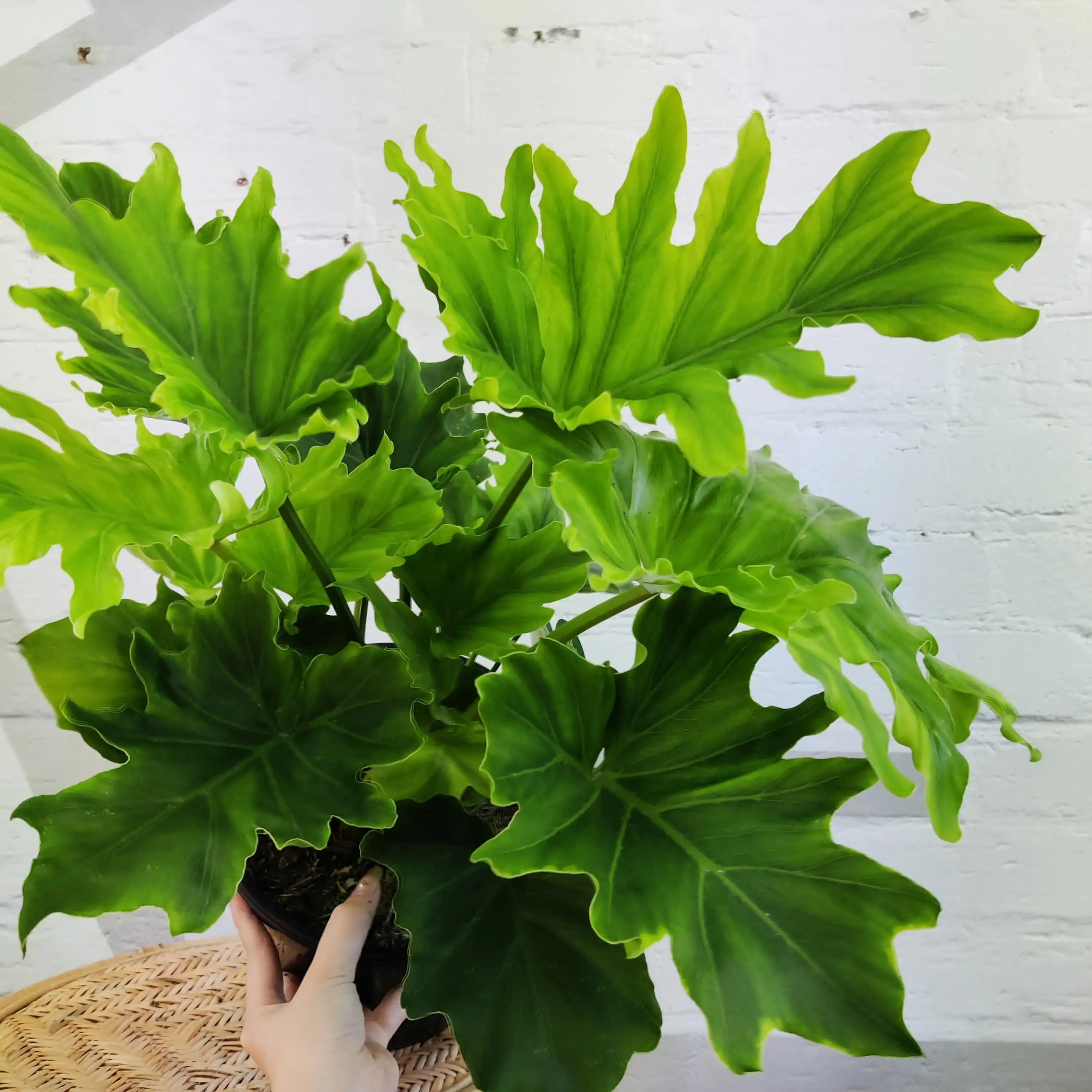 Philodendron Lickety Split - 20cm Pot – Folia House